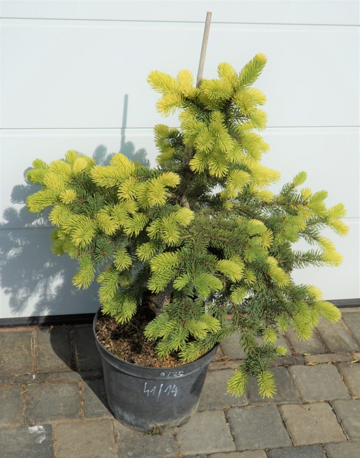 ŚWIERK KŁUJĄCY MAIGOLD Picea pungens ’Maigold’ - OgrodowyOkazy.pl