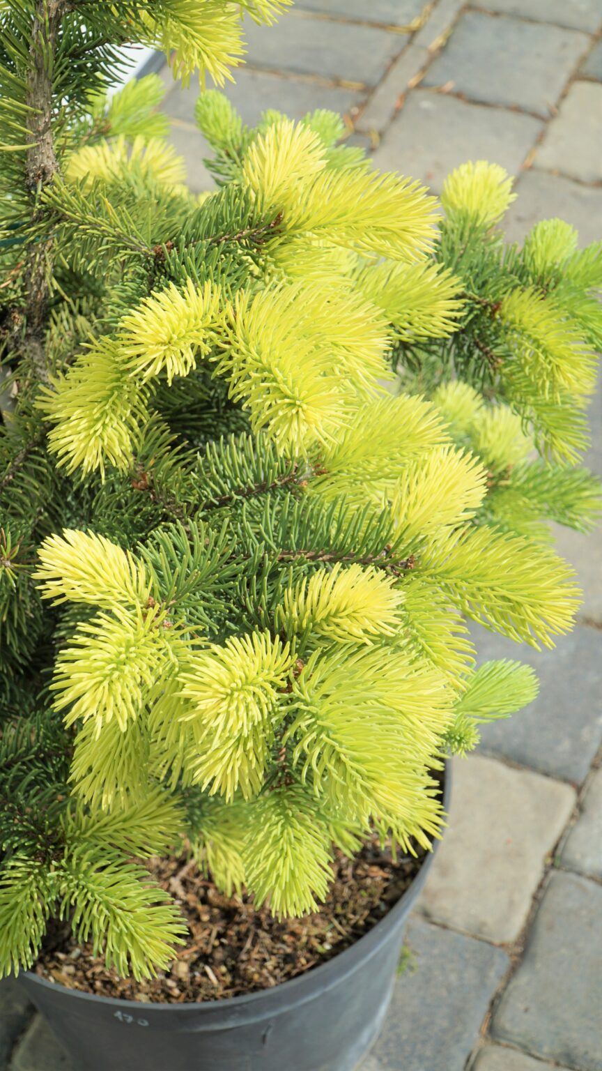 ŚWIERK KŁUJĄCY MAIGOLD Picea pungens ’Maigold’ - OgrodowyOkazy.pl