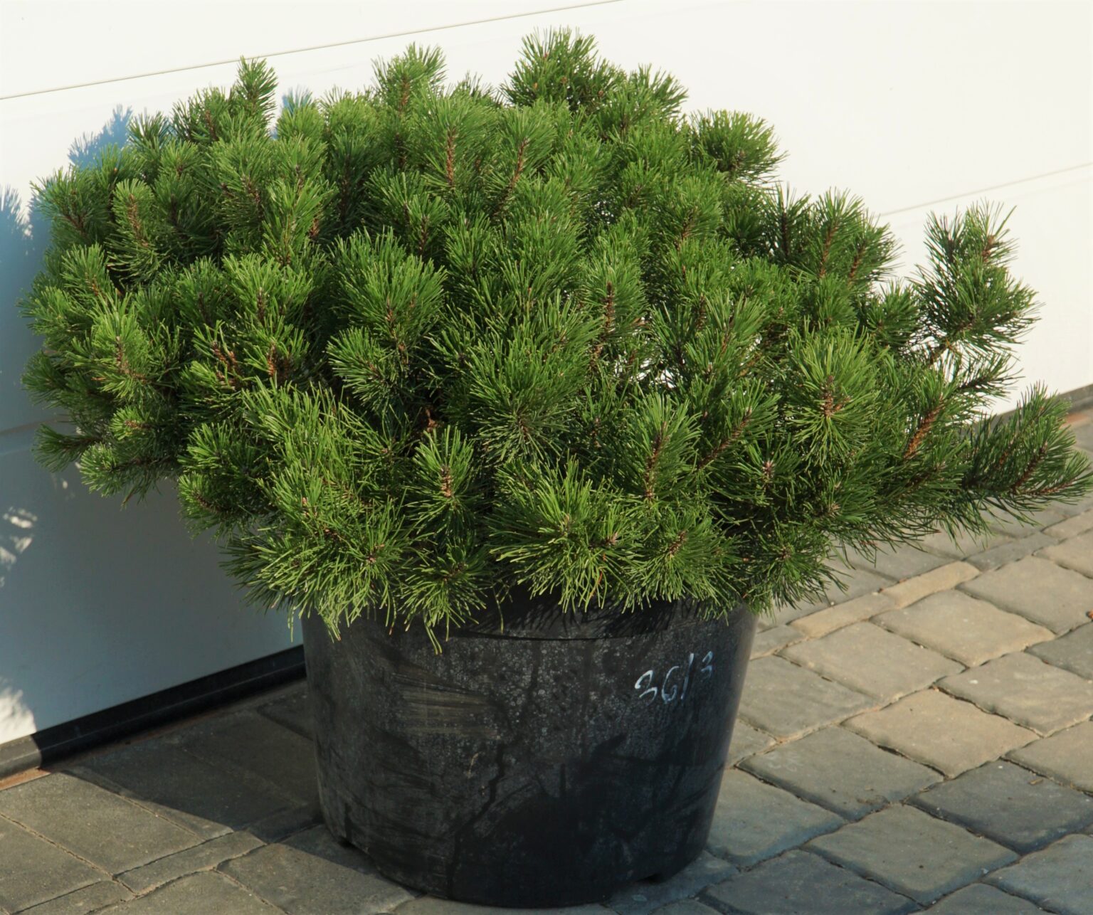 SOSNA GÓRSKA PUMILIO Pinus mugo var. pumilio - OgrodowyOkazy.pl