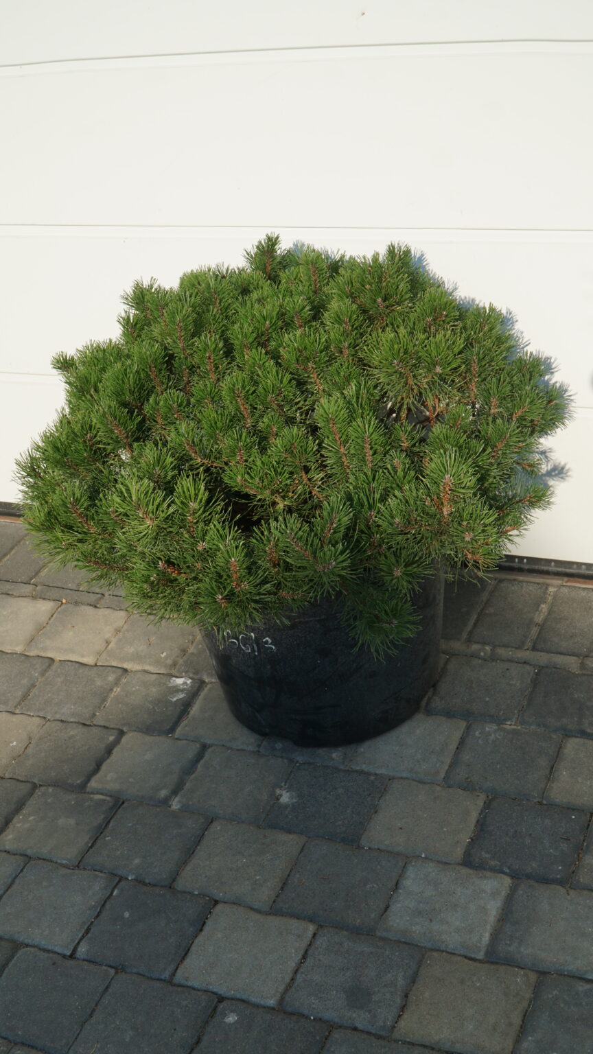 SOSNA GÓRSKA PUMILIO Pinus mugo var. pumilio - OgrodowyOkazy.pl