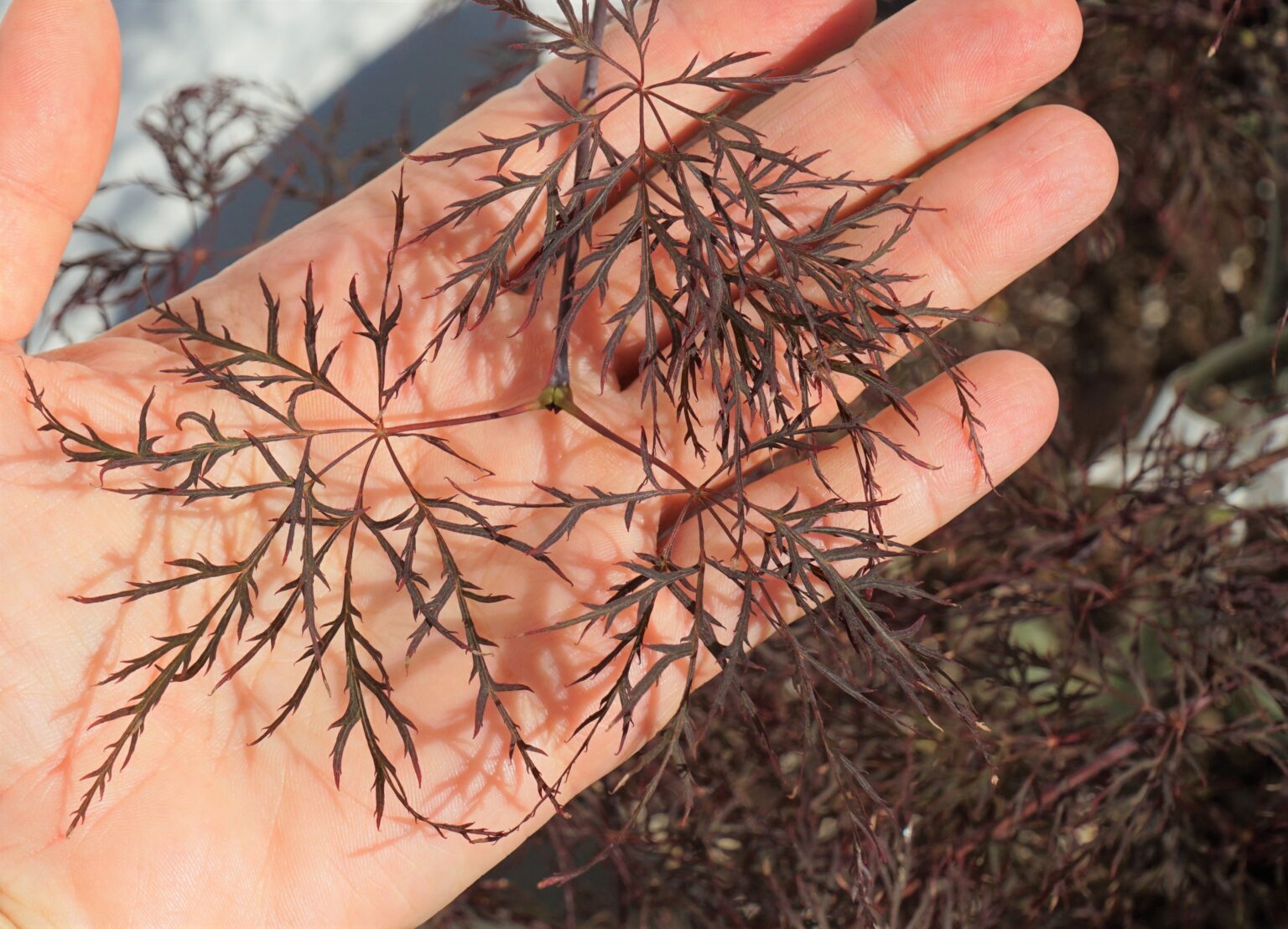 KLON PALMOWY RED FILIGREE LACE Acer palmatum 'Red Filigree Lace ...