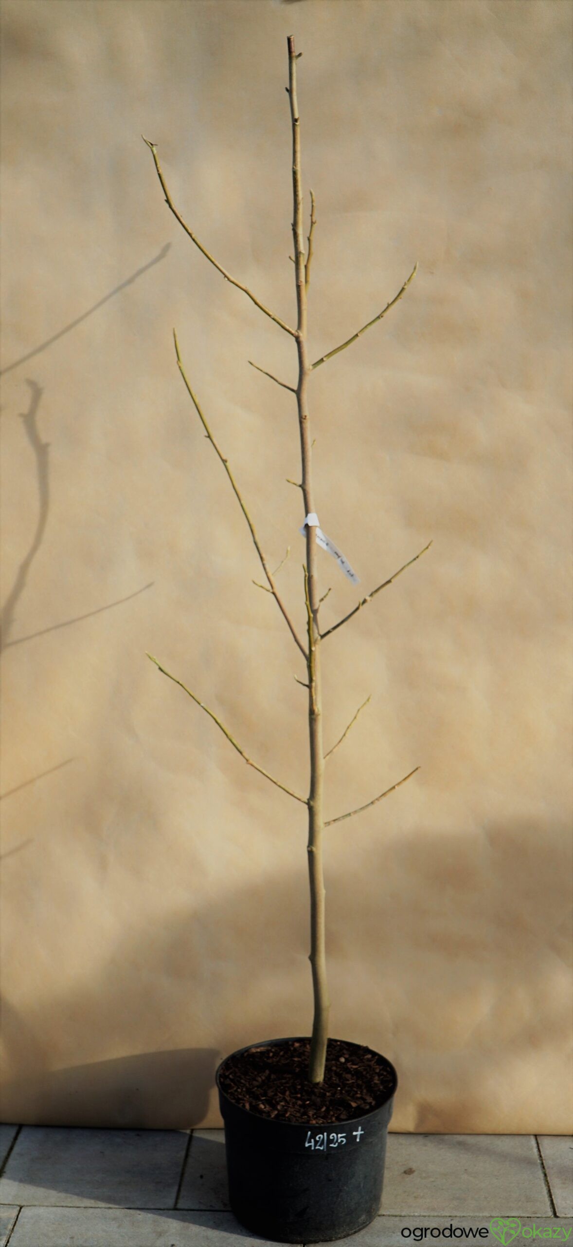 MAGNOLIA FLAMINGO Magnolia Flamingo - OgrodowyOkazy.pl