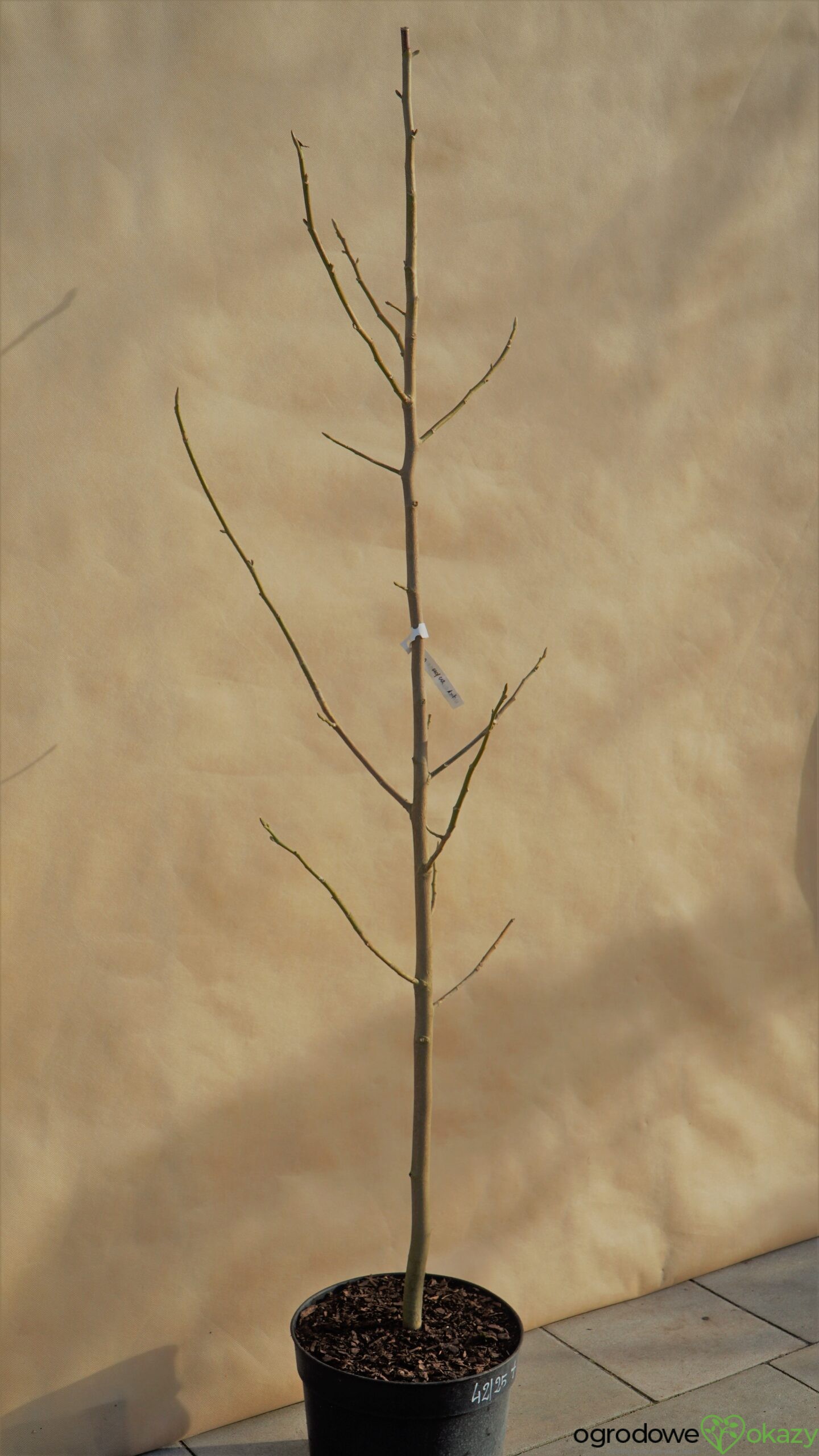 MAGNOLIA FLAMINGO Magnolia Flamingo – OgrodowyOkazy.pl