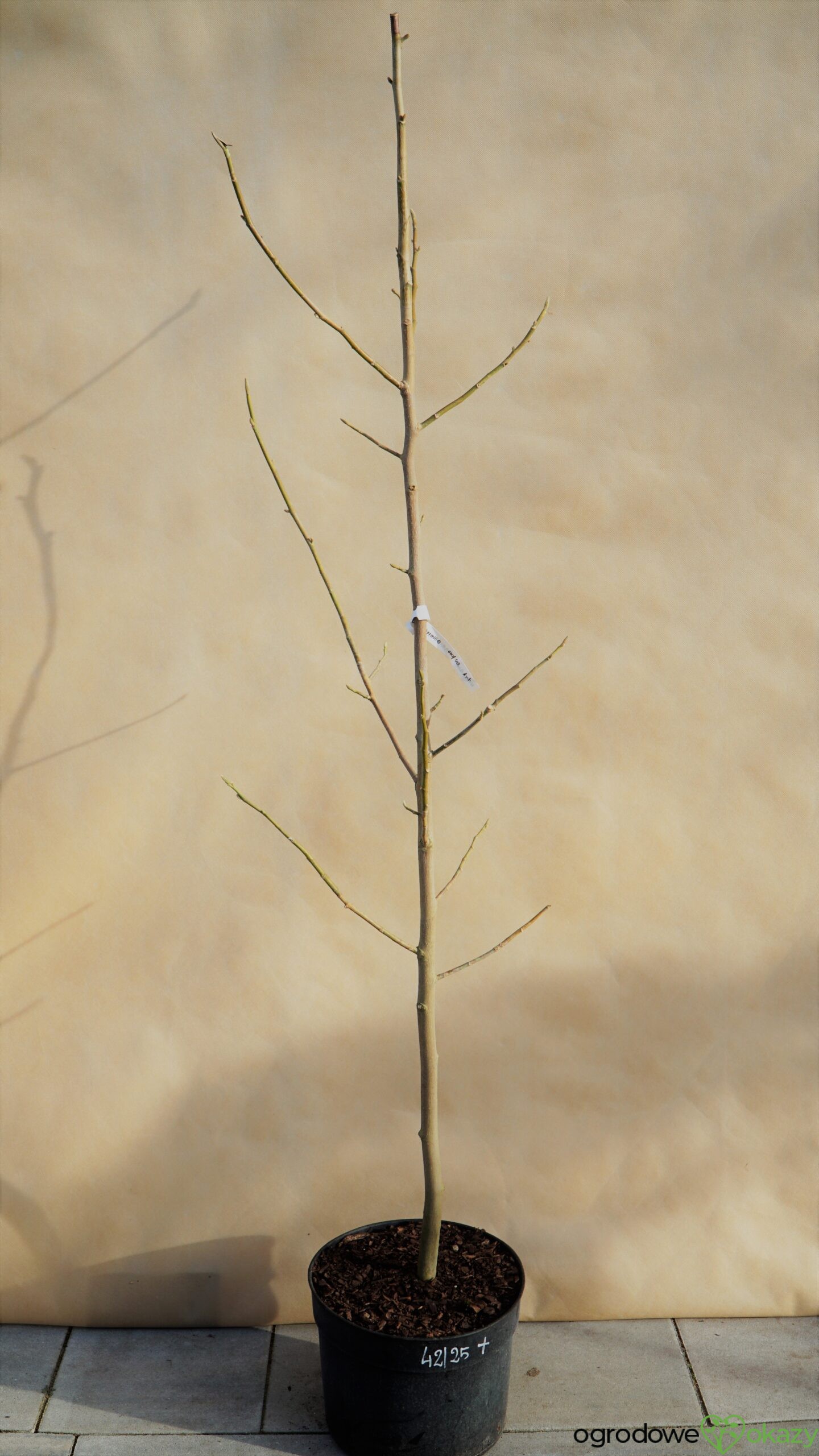 MAGNOLIA FLAMINGO Magnolia Flamingo – OgrodowyOkazy.pl