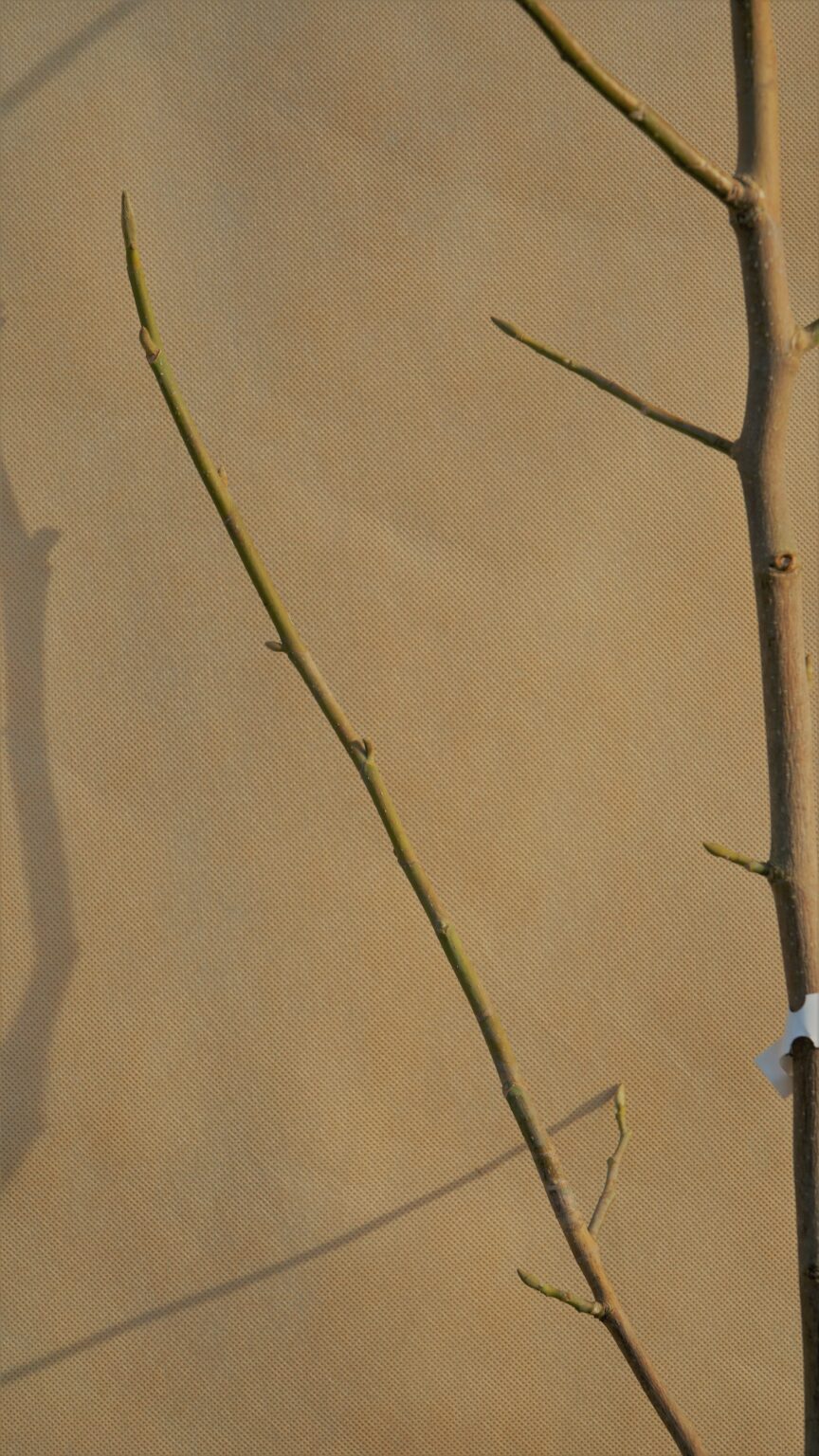 MAGNOLIA FLAMINGO Magnolia Flamingo - OgrodowyOkazy.pl