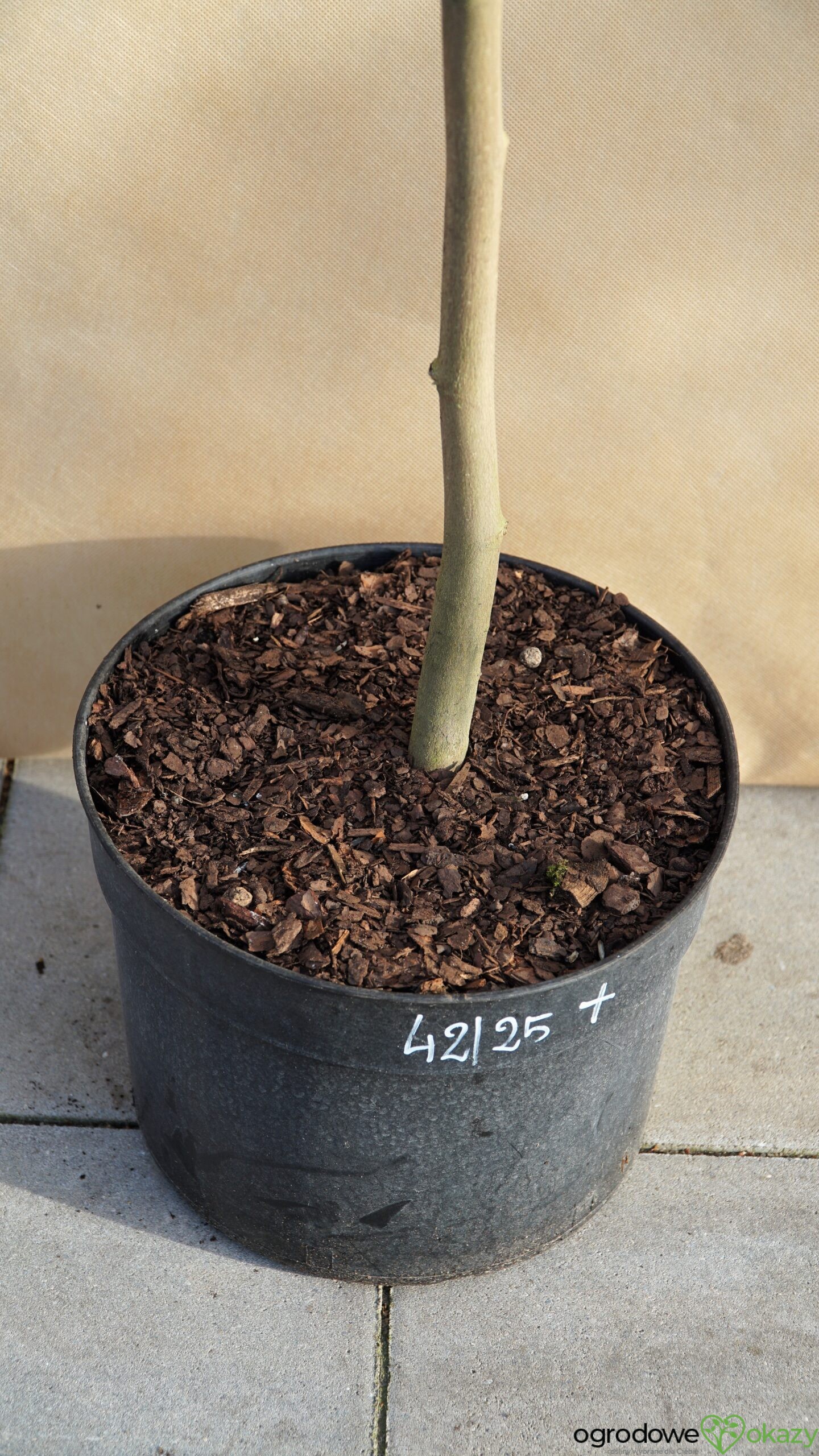 MAGNOLIA FLAMINGO Magnolia Flamingo – OgrodowyOkazy.pl