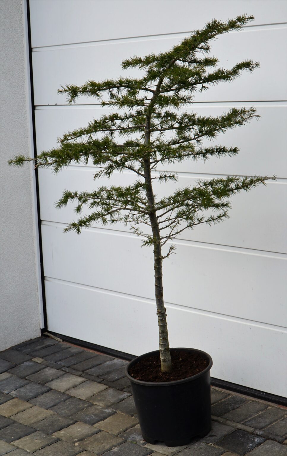 CEDR LIBAŃSKI Cedrus Libani - OgrodowyOkazy.pl