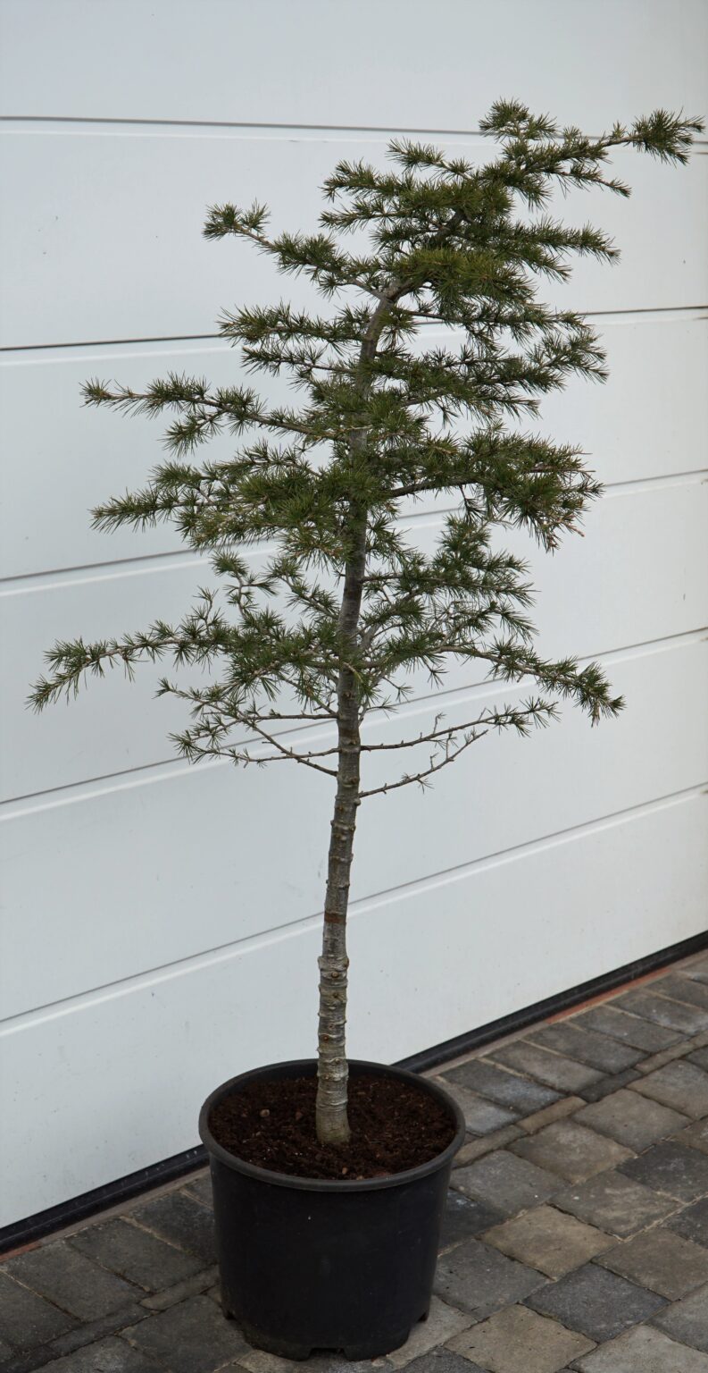 CEDR LIBAŃSKI Cedrus Libani - OgrodowyOkazy.pl