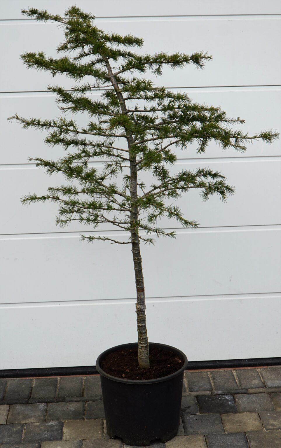 CEDR LIBAŃSKI Cedrus Libani - OgrodowyOkazy.pl