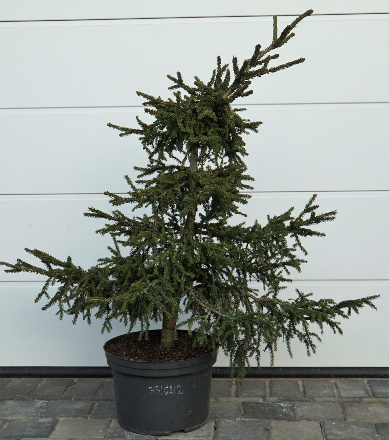 ŚWIERK KAUKASKI SILVER SEEDLING Picea orientalis 'Silver Seedling ...