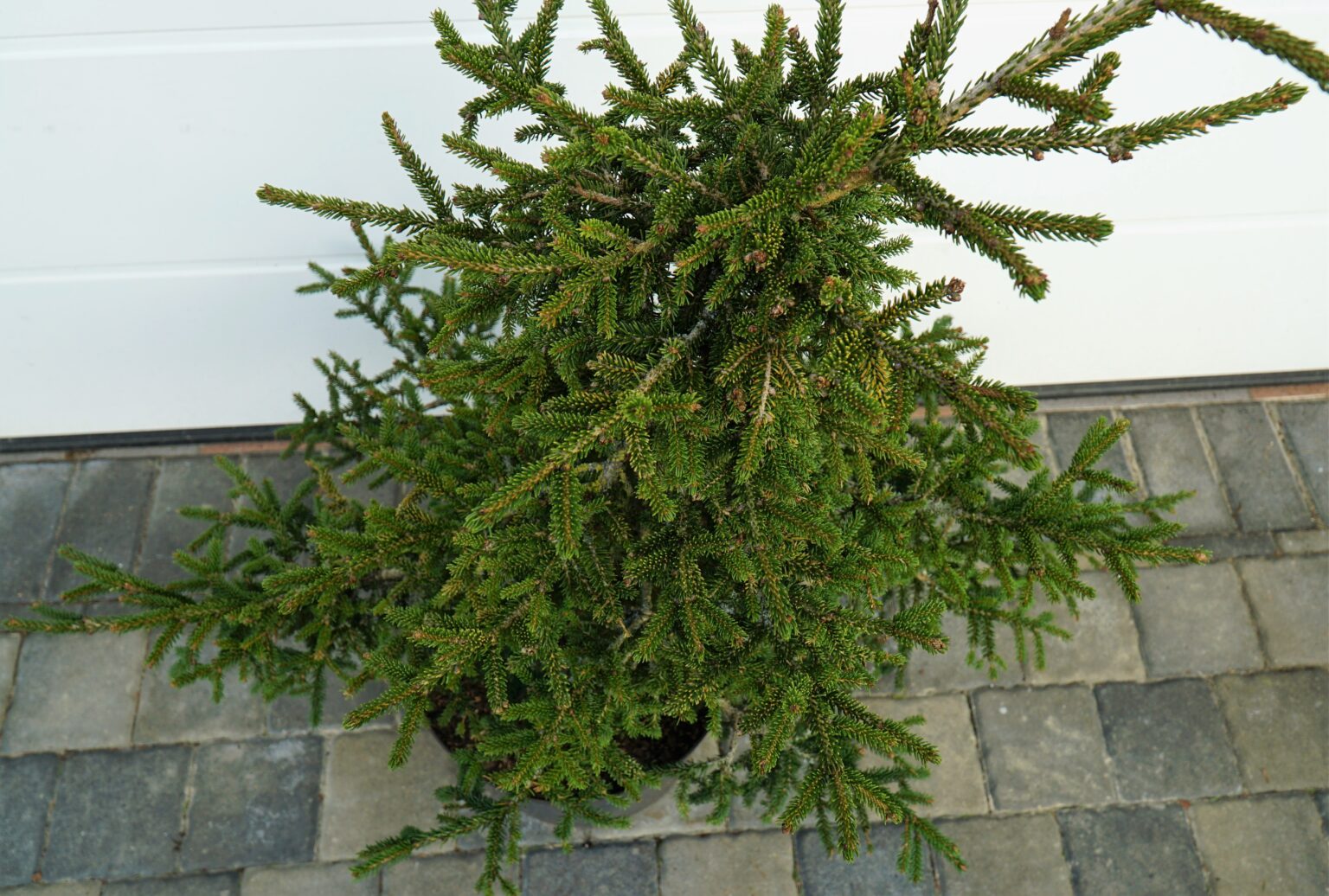 ŚWIERK KAUKASKI SILVER SEEDLING Picea orientalis 'Silver Seedling ...