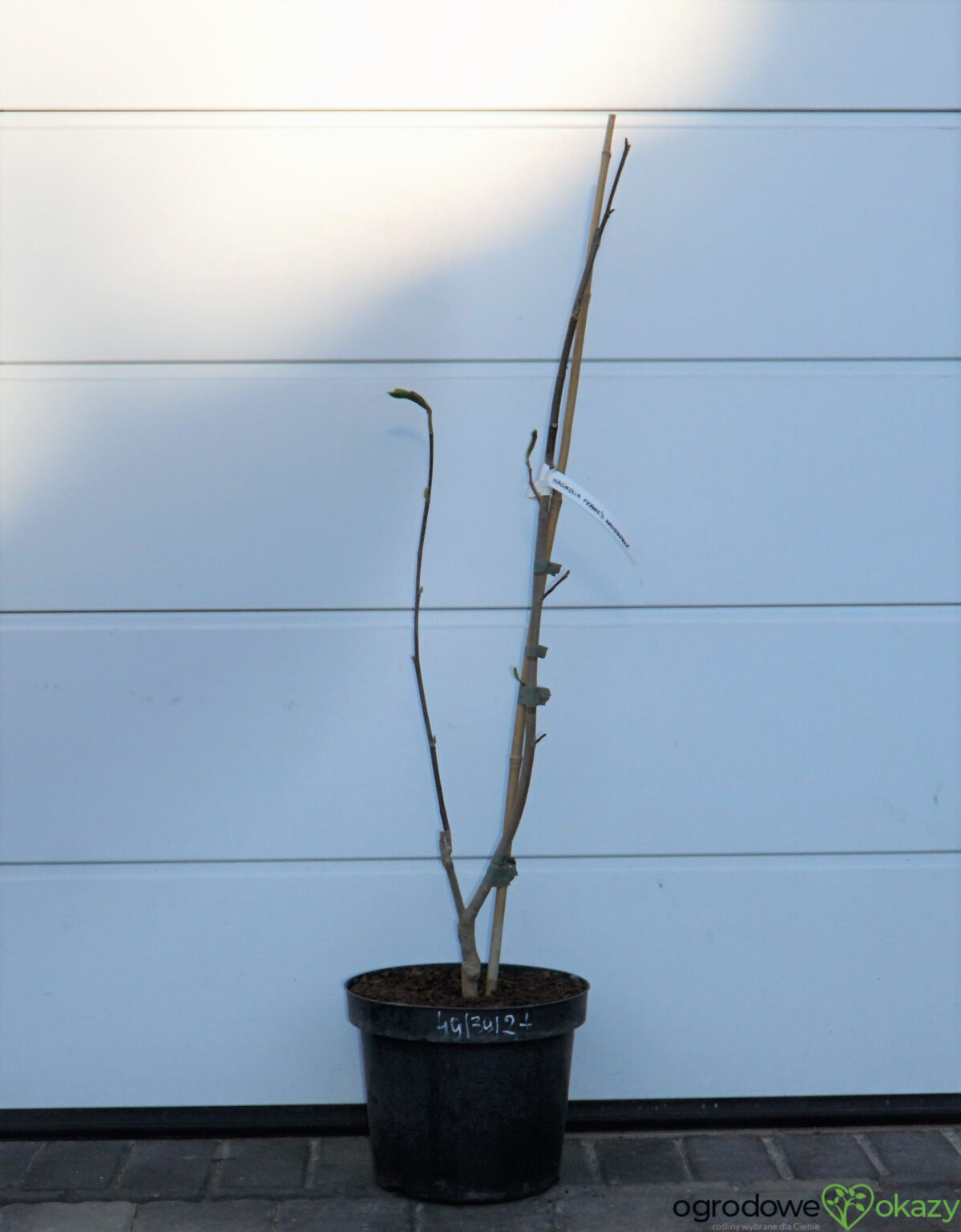 MAGNOLIA FRANK'S MASTERPIECE Magnolia 'Frank's Masterpiece ...