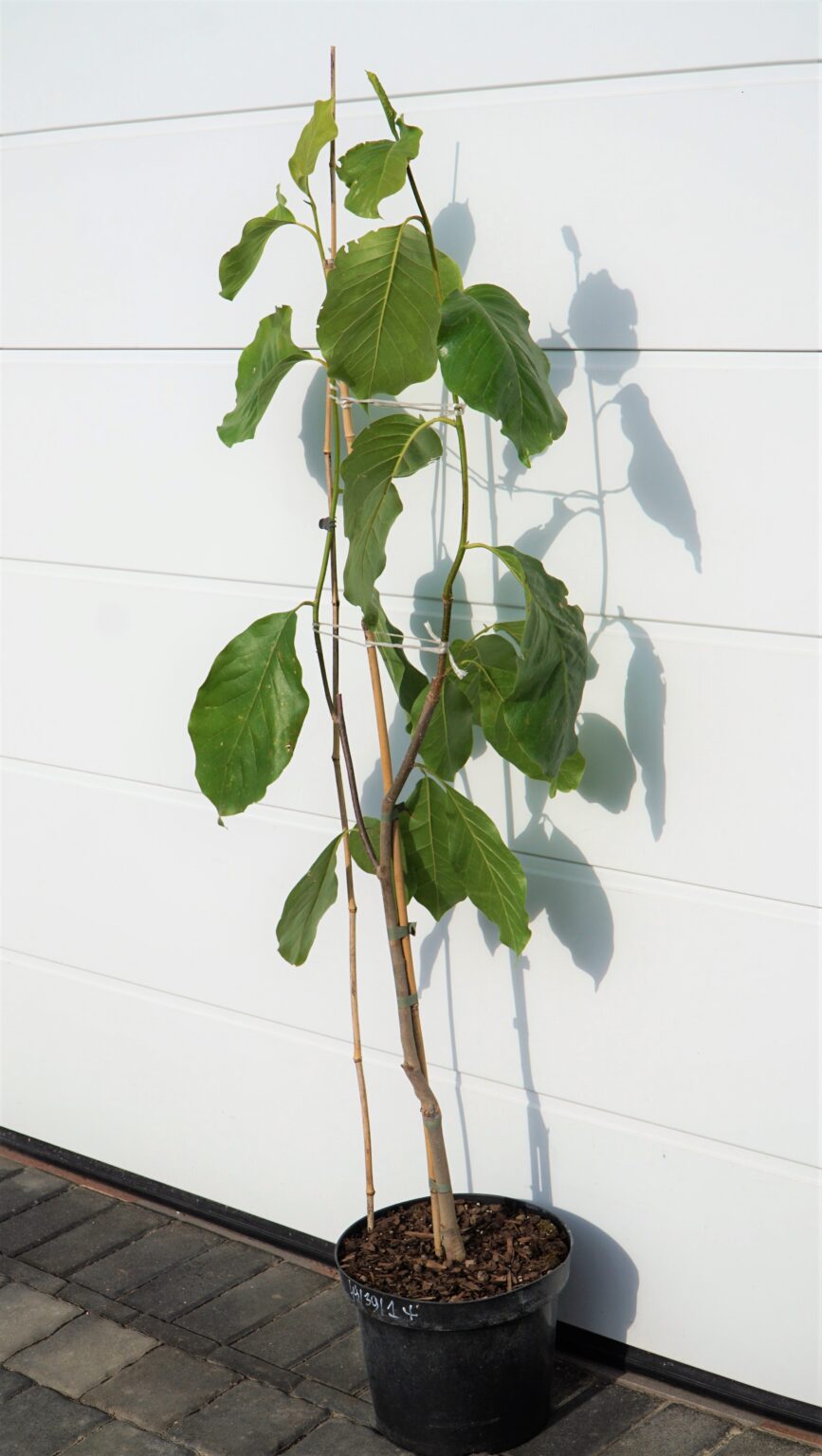 MAGNOLIA FRANK'S MASTERPIECE Magnolia 'Frank's Masterpiece ...