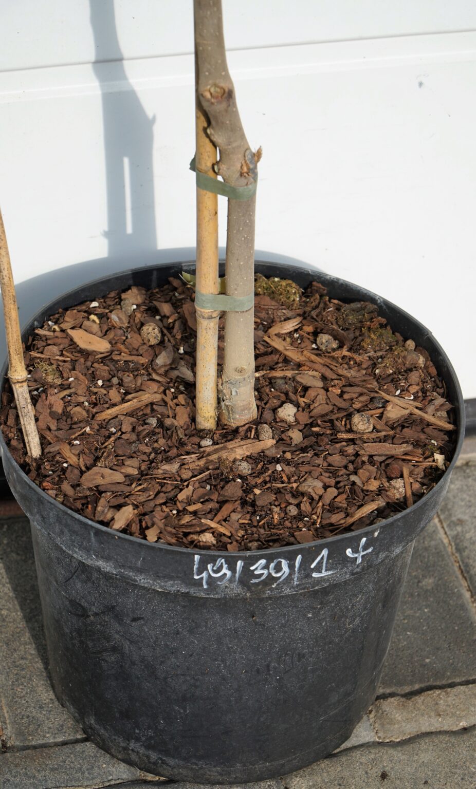 MAGNOLIA FRANK'S MASTERPIECE Magnolia 'Frank's Masterpiece ...