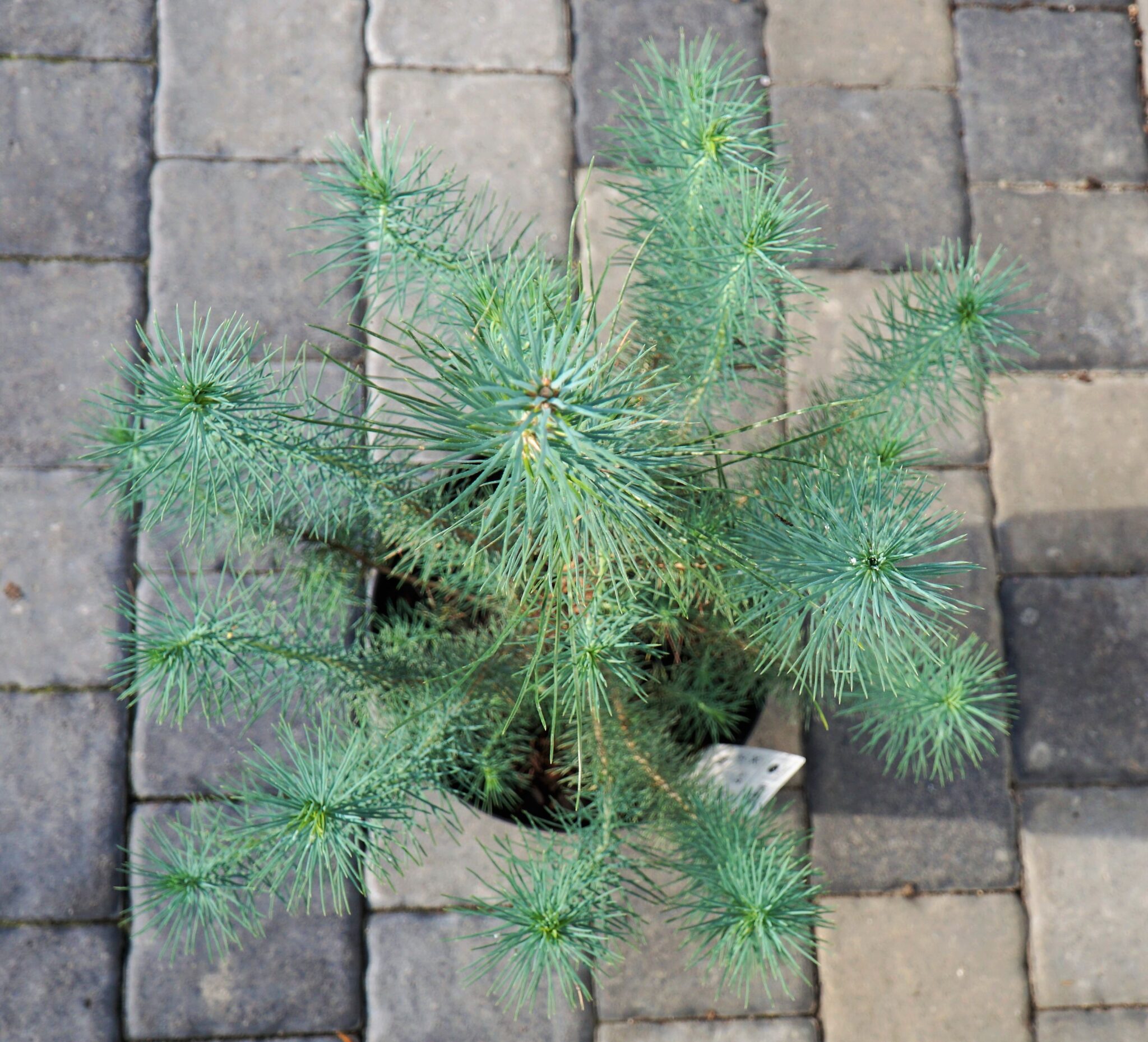 SOSNA PINIA SILVER CREST Pinus pinea 'Silver Crest' - OgrodowyOkazy.pl