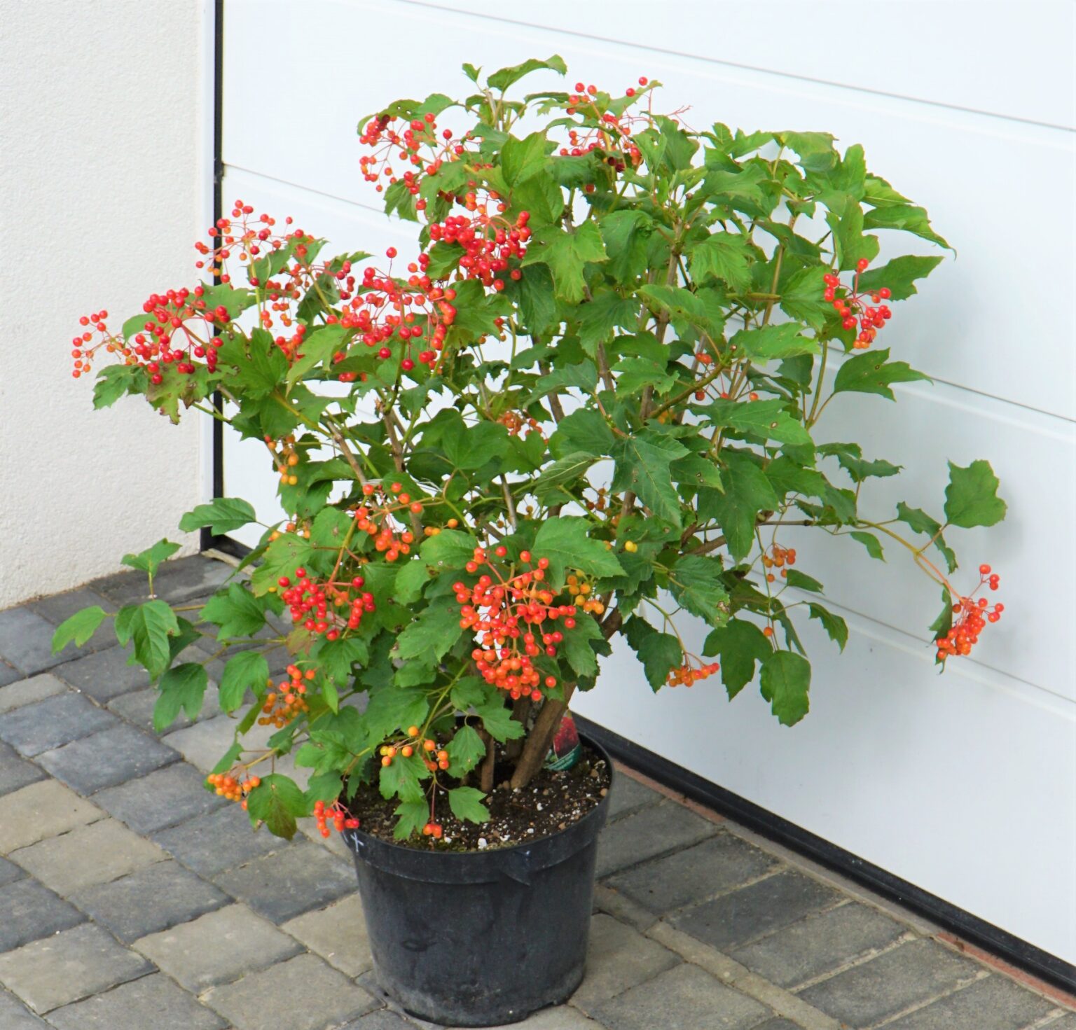 KALINA KORALOWA COMPACTUM Viburnum opulus 'Compactum' - OgrodowyOkazy.pl