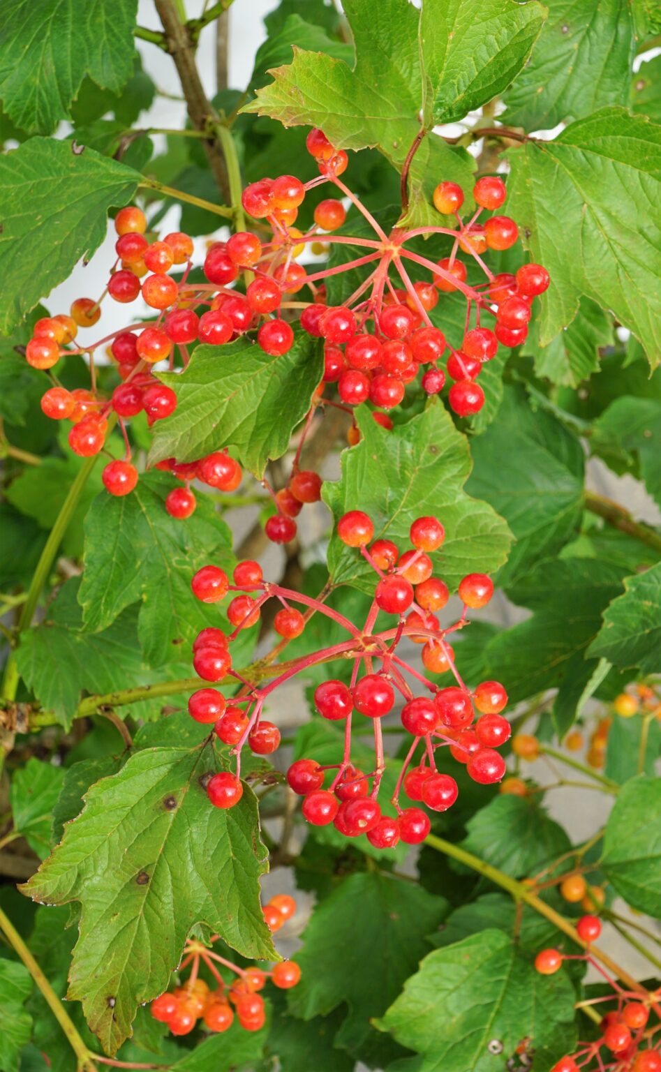 KALINA KORALOWA COMPACTUM Viburnum opulus 'Compactum' - OgrodowyOkazy.pl