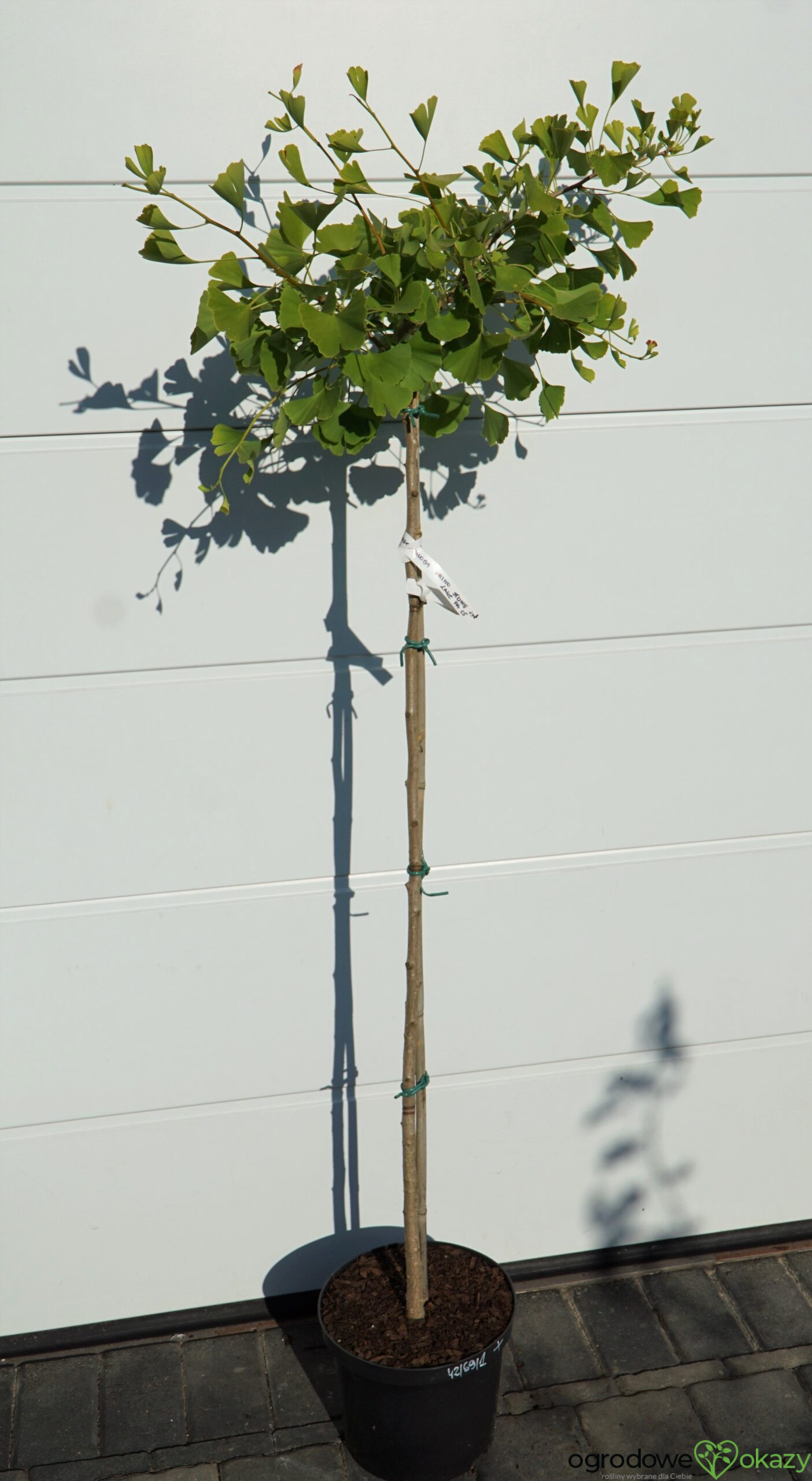 MIŁORZĄB DWUKLAPOWY GRINDSTONE LAKE Ginkgo biloba 'Grindstone Lake ...