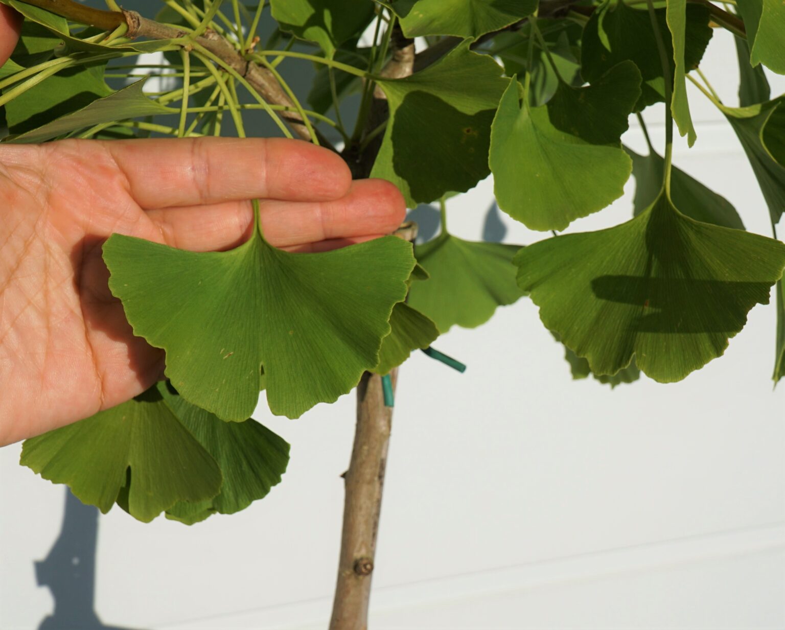 MIŁORZĄB DWUKLAPOWY GRINDSTONE LAKE Ginkgo biloba 'Grindstone Lake ...