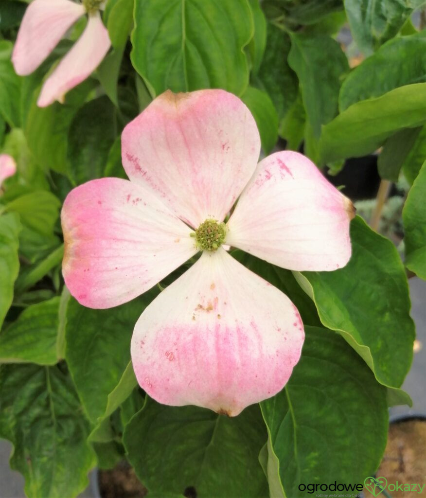 DEREŃ X HYPERION Cornus x ‘Hyperion’ - OgrodowyOkazy.pl