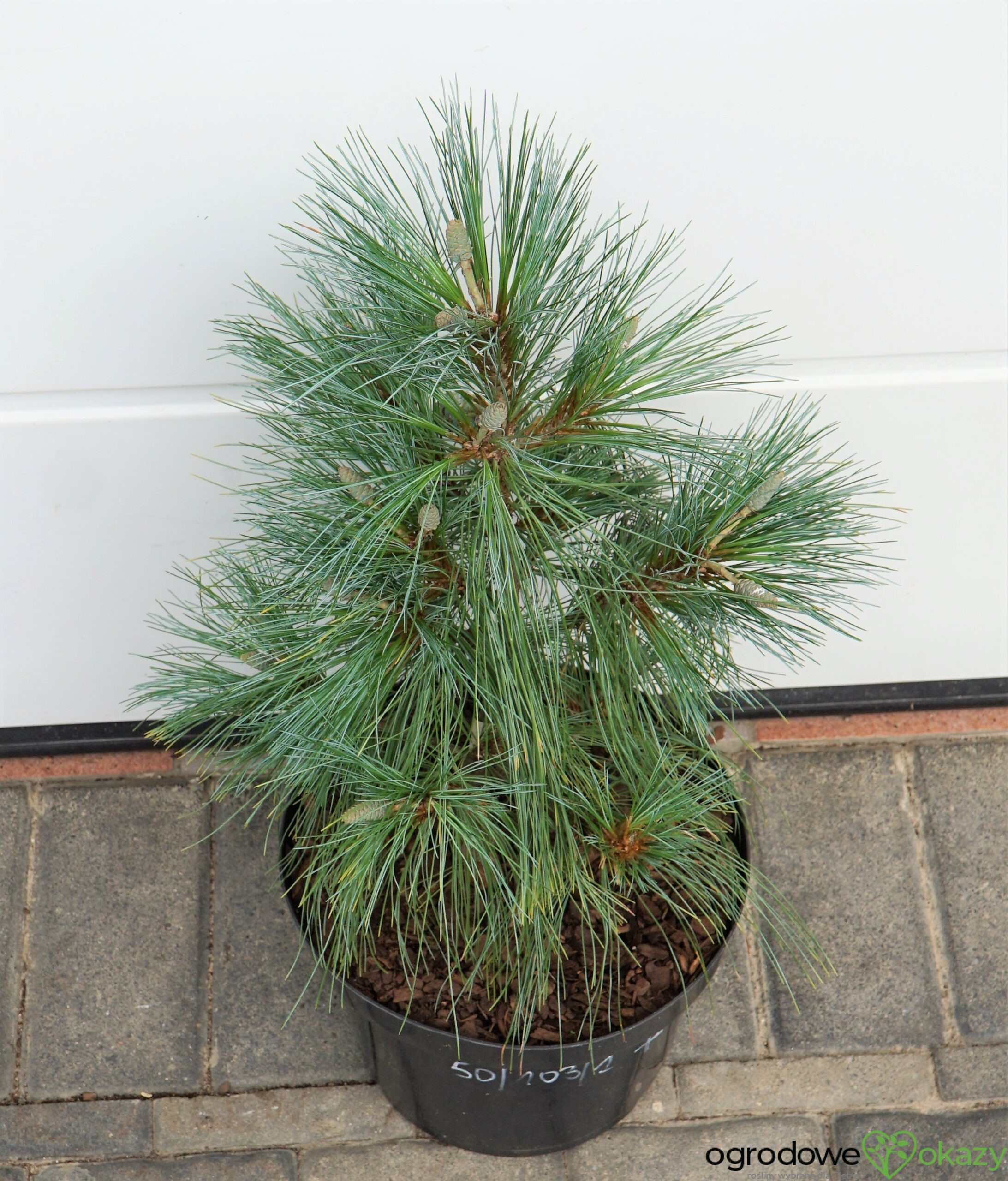 SOSNA SCHWERINA 'WIETHORST' Pinus x schwerinii 'Wiethorst ...
