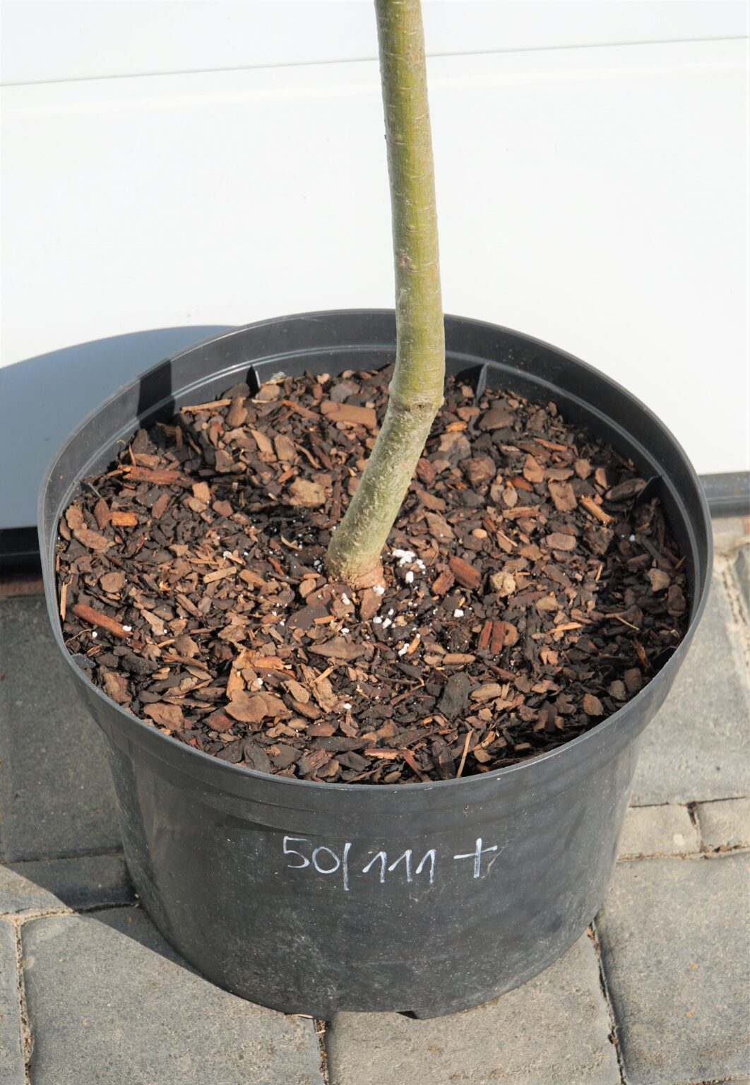 SOSNA KOREAŃSKA BLUE BALL Pinus koraiensis 'Blue Ball' - OgrodowyOkazy.pl