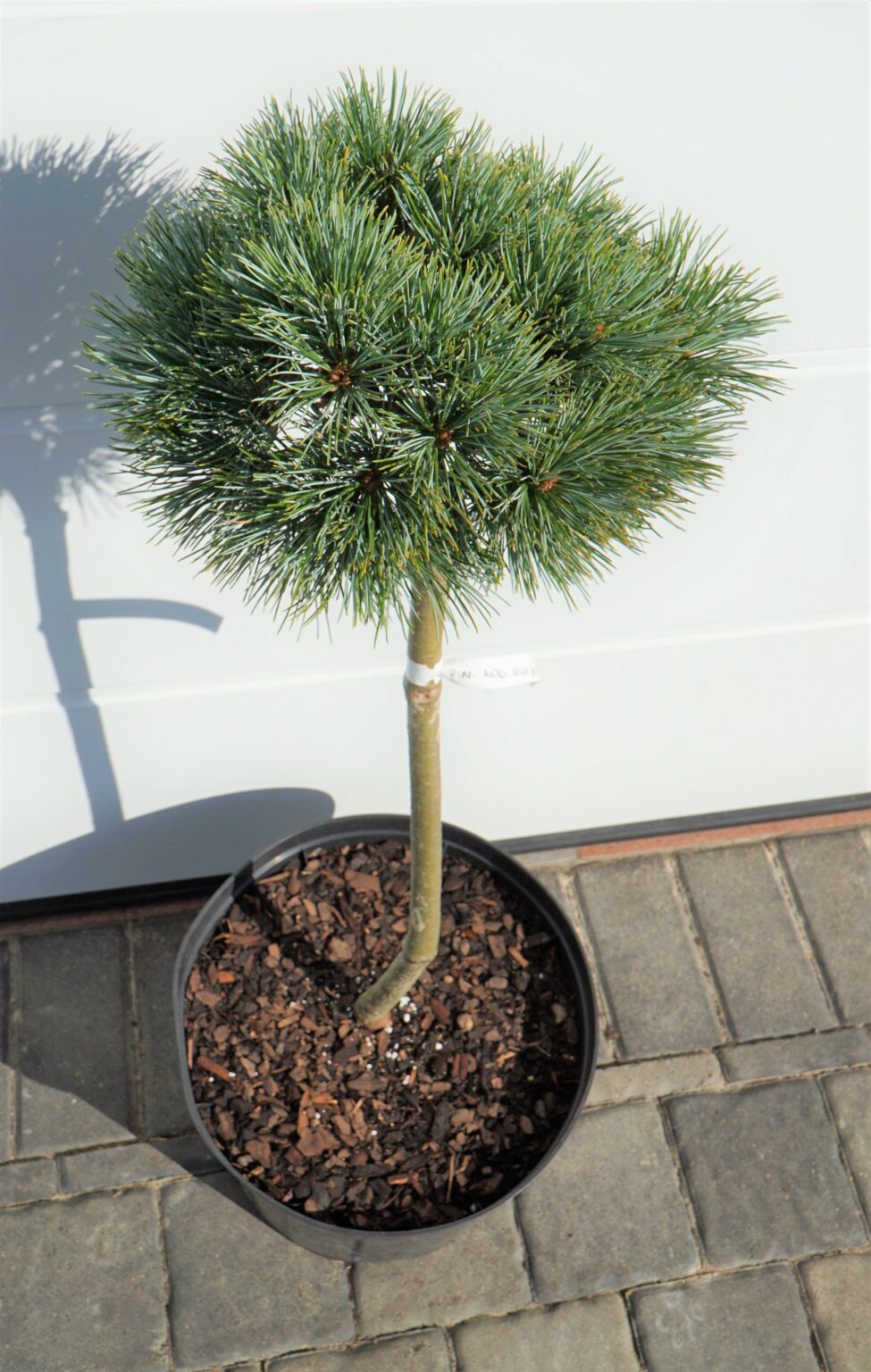 SOSNA KOREAŃSKA BLUE BALL Pinus koraiensis 'Blue Ball' - OgrodowyOkazy.pl
