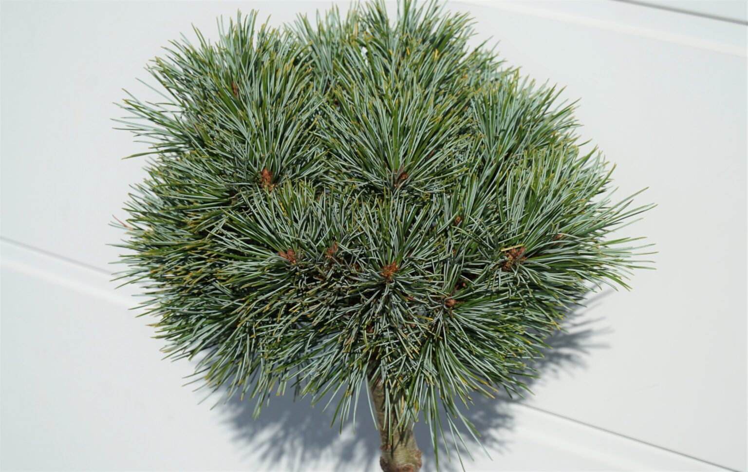 SOSNA KOREAŃSKA BLUE BALL Pinus koraiensis 'Blue Ball' - OgrodowyOkazy.pl