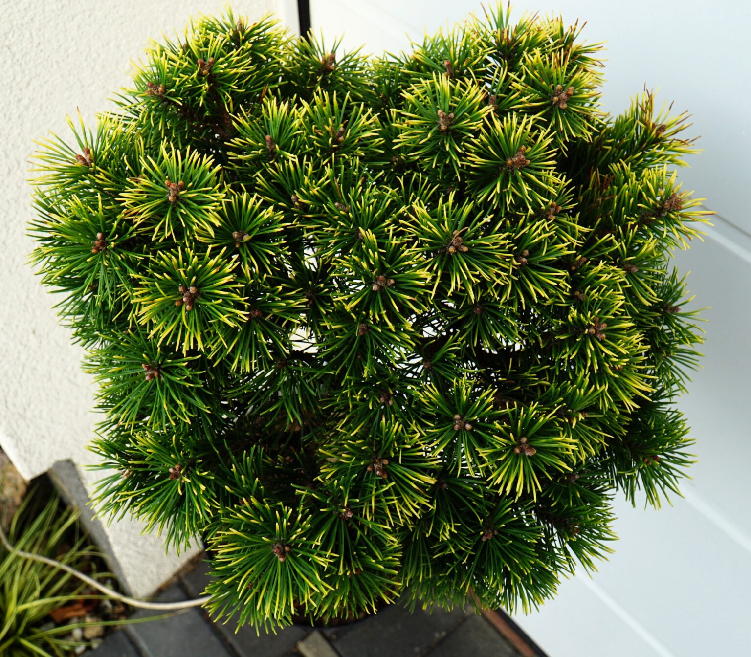 SOSNA GÓRSKA BUTTERNUT Pinus mugo 'Butternut' - OgrodowyOkazy.pl