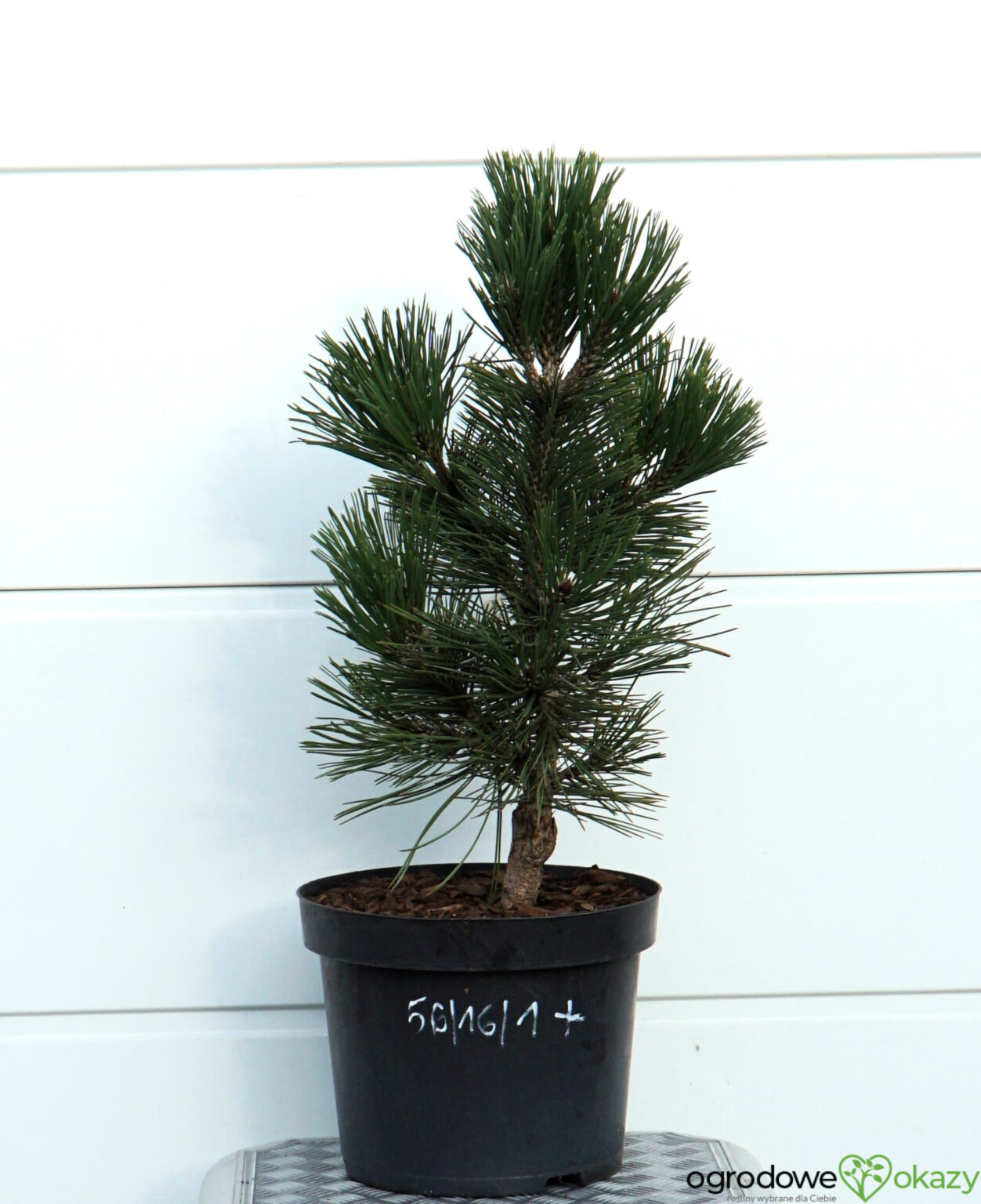 SOSNA BOŚNIACKA EMERALD ARROW Pinus heldreichii 'Emerald Arrow ...