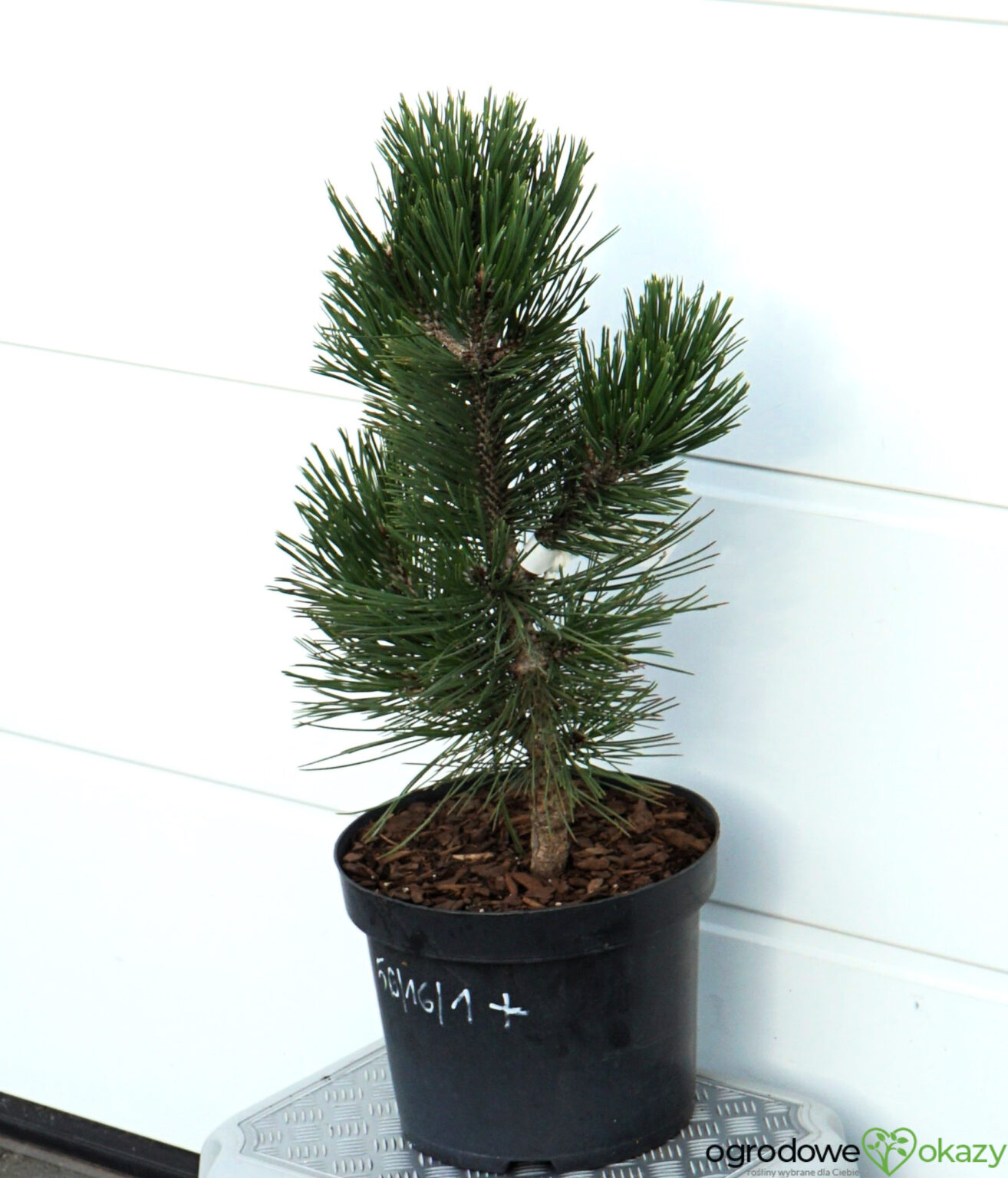 SOSNA BOŚNIACKA EMERALD ARROW Pinus heldreichii 'Emerald Arrow ...