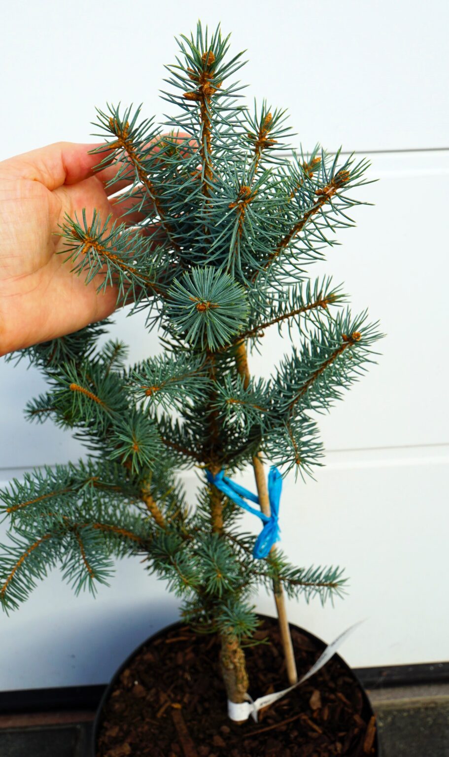 ŚWIERK KŁUJĄCY ISELI FASTIGIATE Picea pungens 'Iseli Fastigiate ...