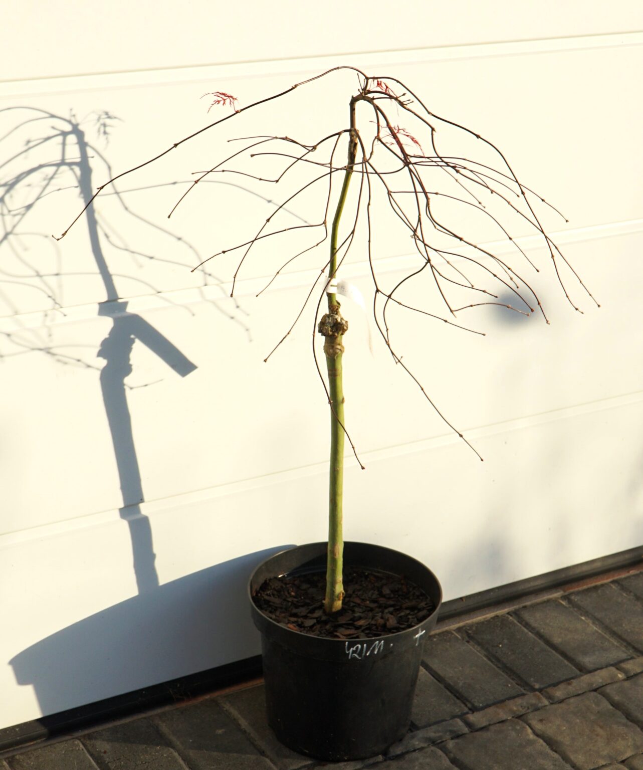 KLON PALMOWY RED FILIGREE LACE Acer palmatum 'Red Filigree Lace ...