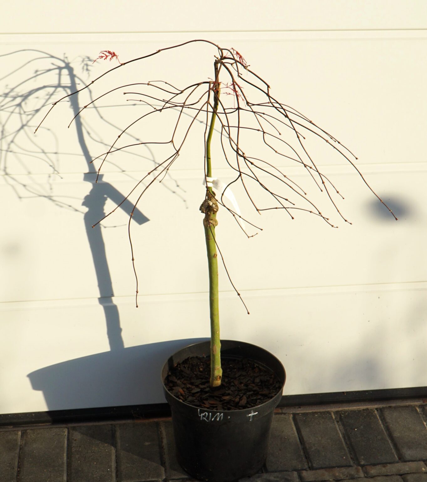 KLON PALMOWY RED FILIGREE LACE Acer palmatum 'Red Filigree Lace ...