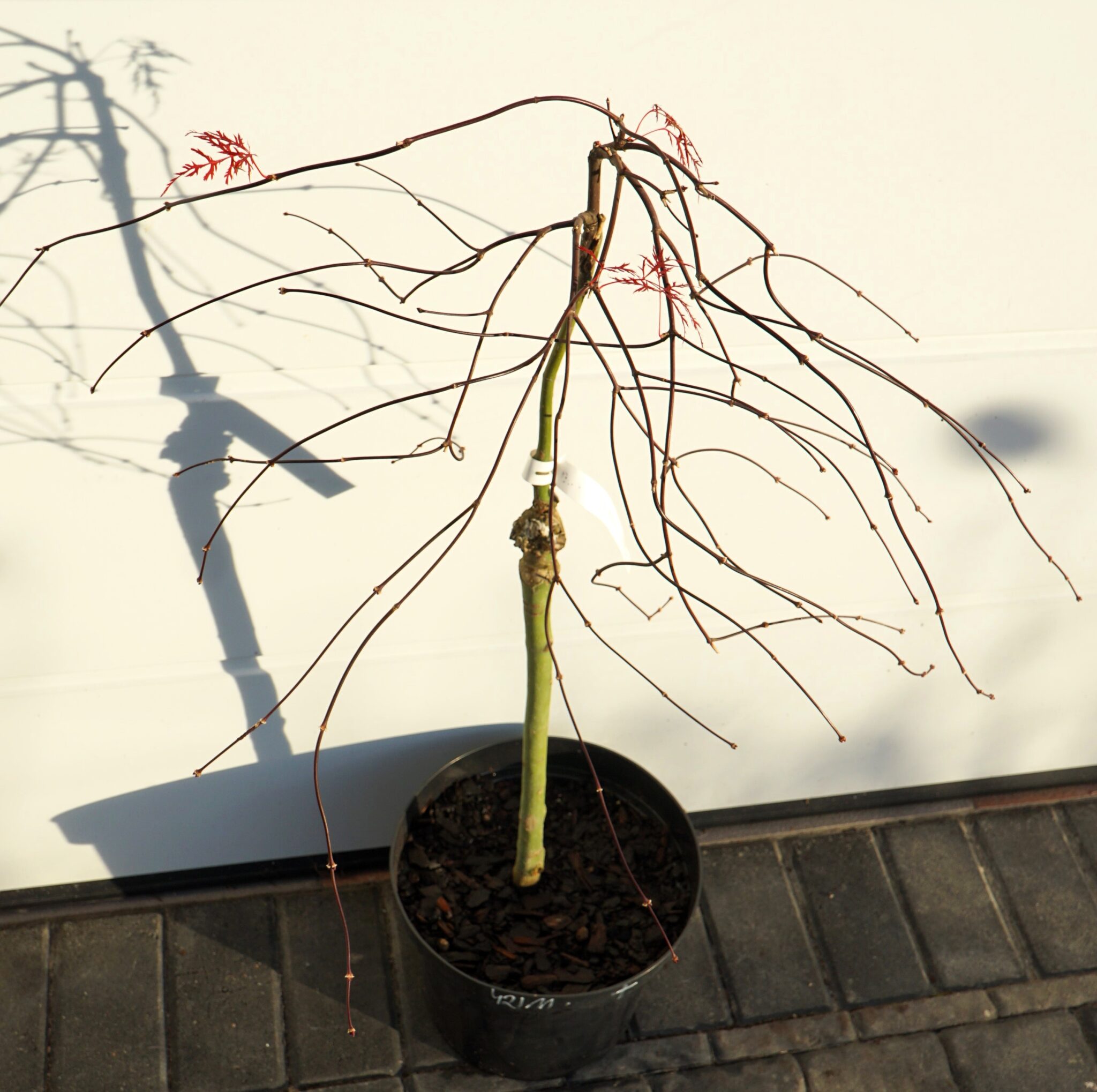 KLON PALMOWY RED FILIGREE LACE Acer palmatum 'Red Filigree Lace ...