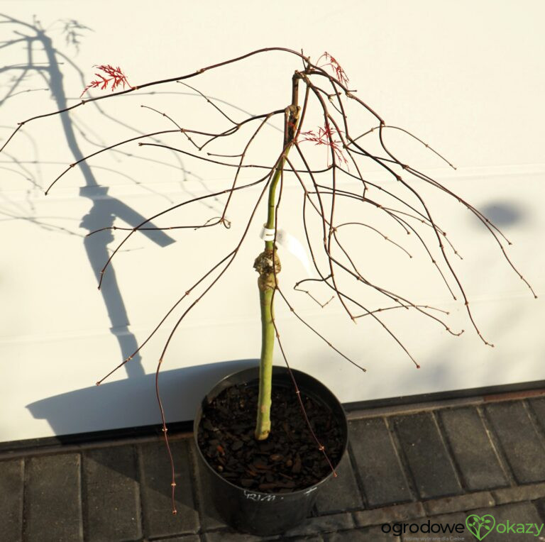 KLON PALMOWY RED FILIGREE LACE Acer palmatum 'Red Filigree Lace ...
