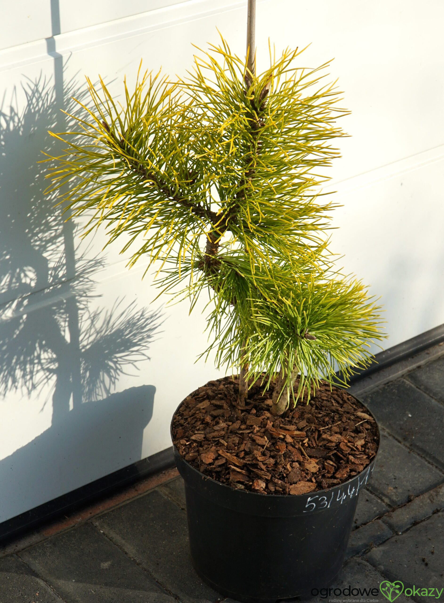 SOSNA WYDMOWA CHIEF JOSEPH Pinus contorta Chief Joseph - OgrodowyOkazy.pl