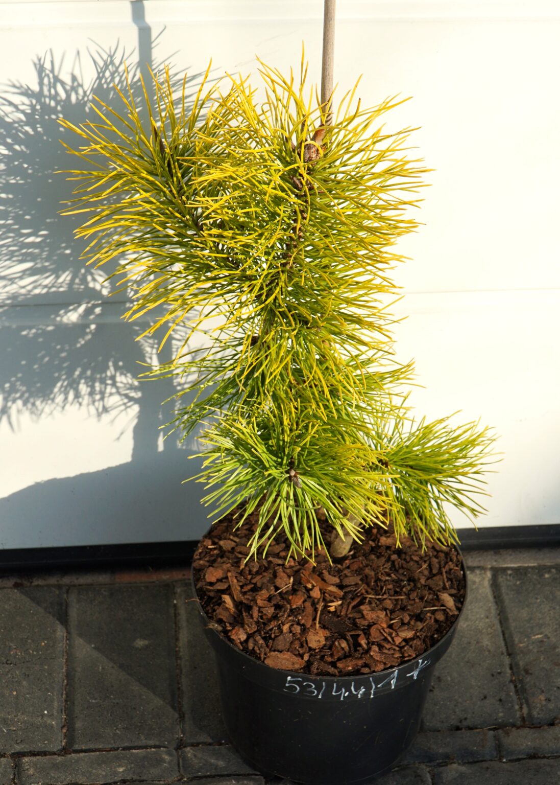 SOSNA WYDMOWA CHIEF JOSEPH Pinus contorta Chief Joseph - OgrodowyOkazy.pl