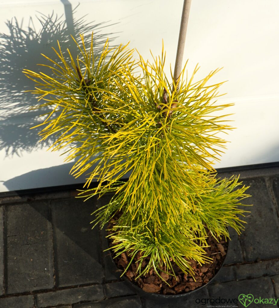 SOSNA WYDMOWA CHIEF JOSEPH Pinus contorta Chief Joseph - OgrodowyOkazy.pl