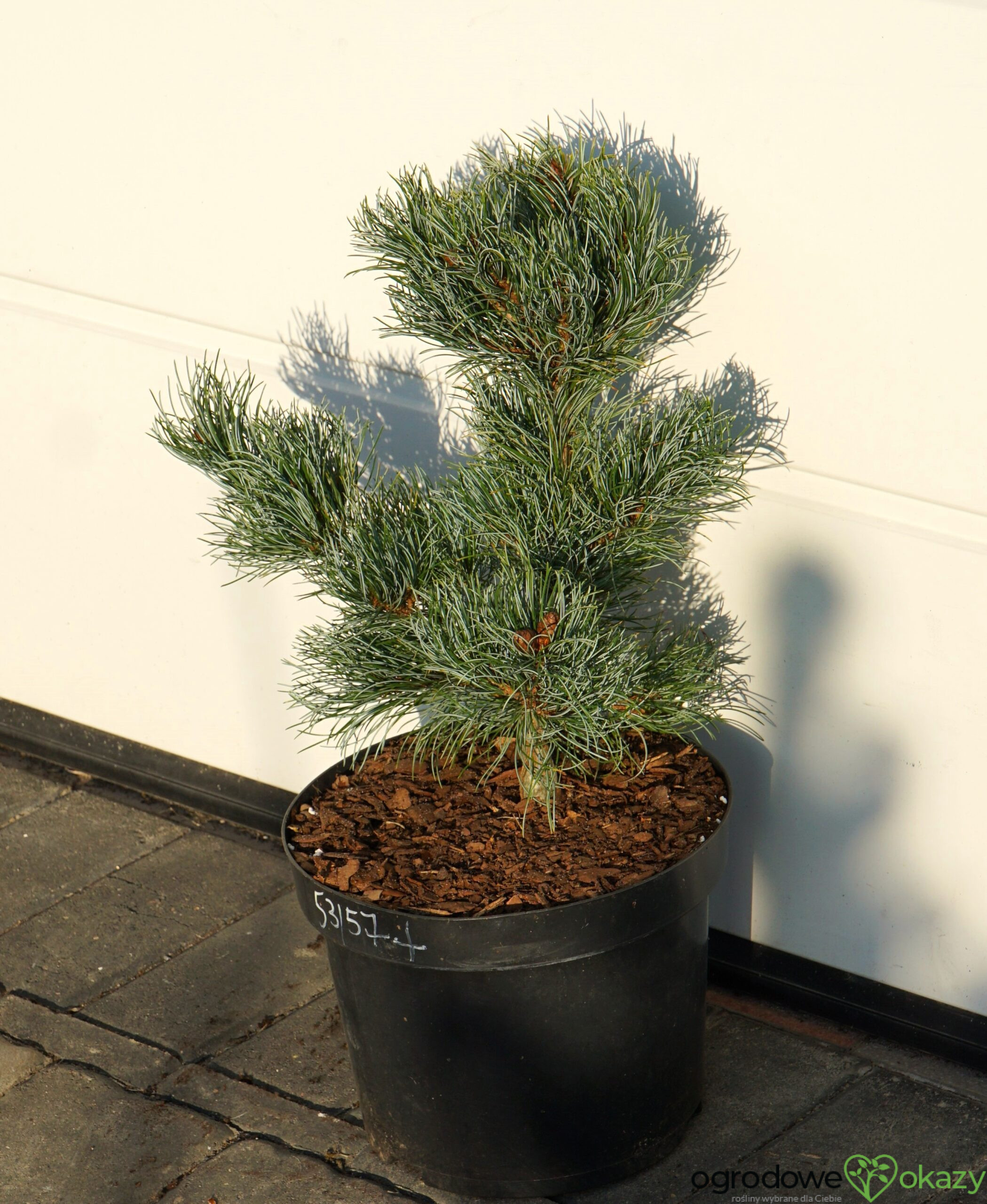 SOSNA DROBNOKWIATOWA BLUE DWARF Pinus parviflora 'Blue Dwarf ...