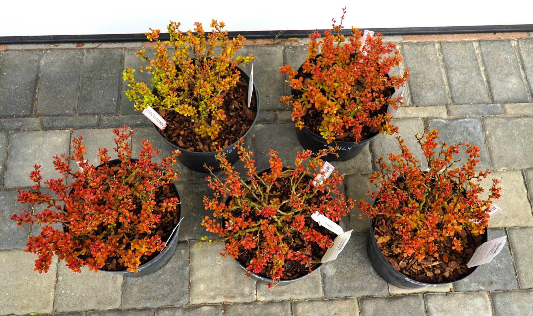 BERBERYS THUNBERGA RUBY STAR PBR Berberis thunbergii 'Ruby Star' PBR ...