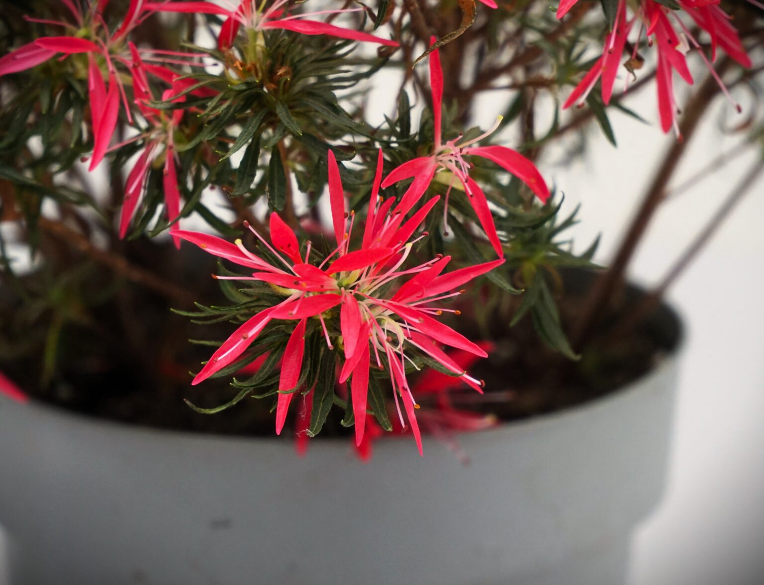 AZALIA STAR STYLE PINK PBR Rhododendron 'Star Style' PINK PBR ...