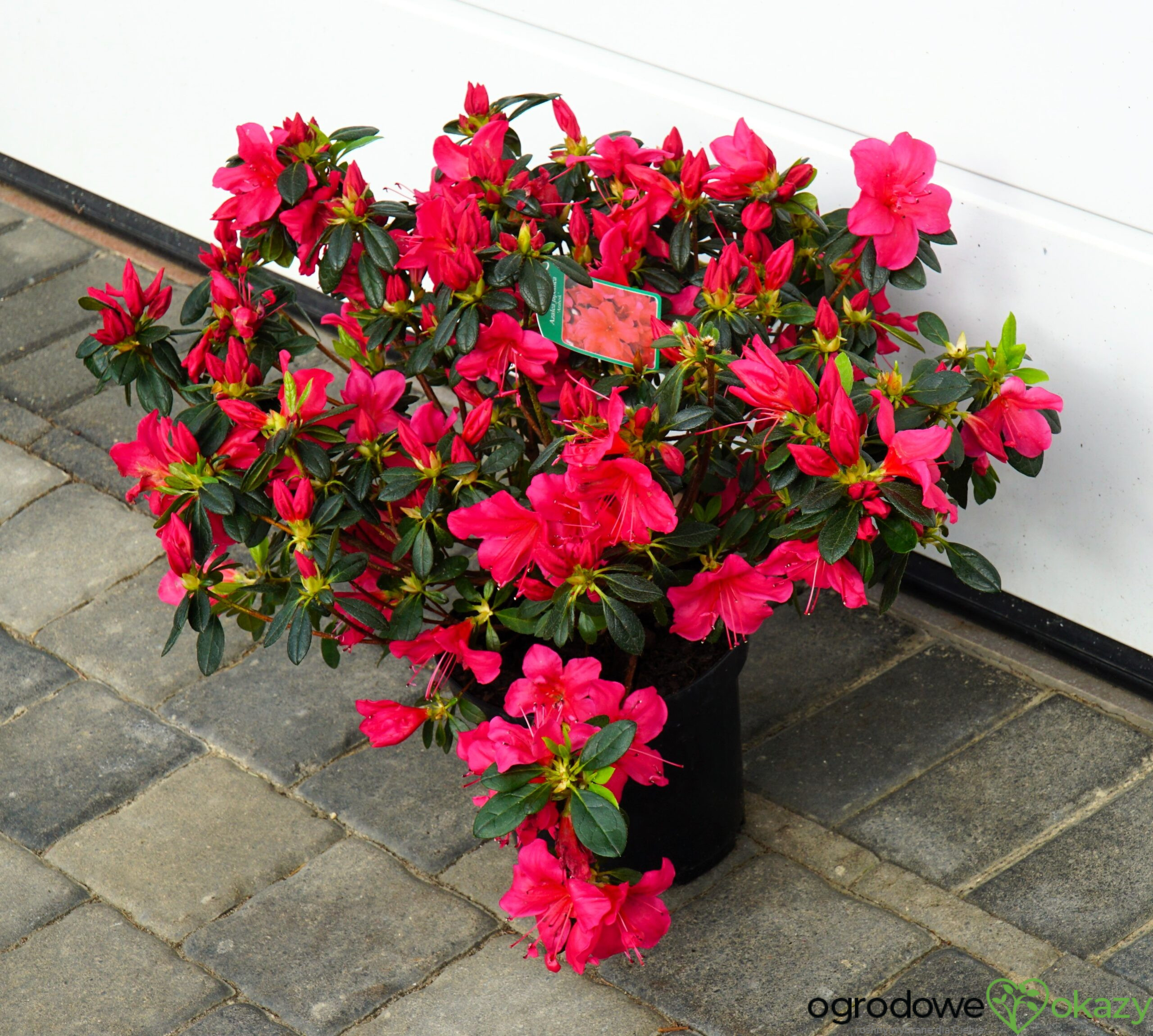 AZALIA ARABESK Rhododendron 'Arabesk' - OgrodowyOkazy.pl