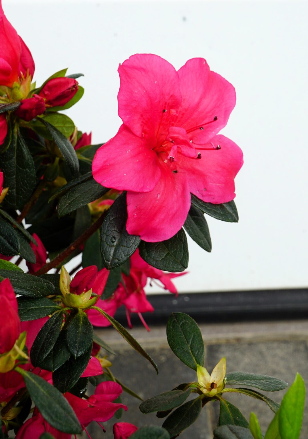 AZALIA ARABESK Rhododendron 'Arabesk' - OgrodowyOkazy.pl