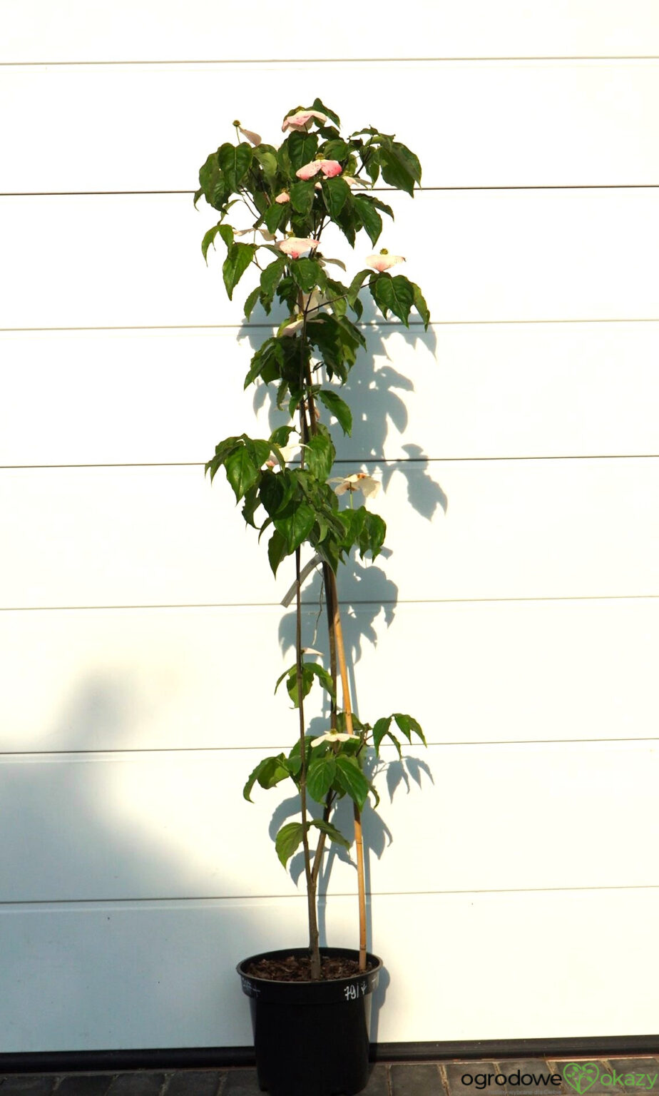 DEREŃ X HYPERION Cornus x ‘Hyperion’ - OgrodowyOkazy.pl