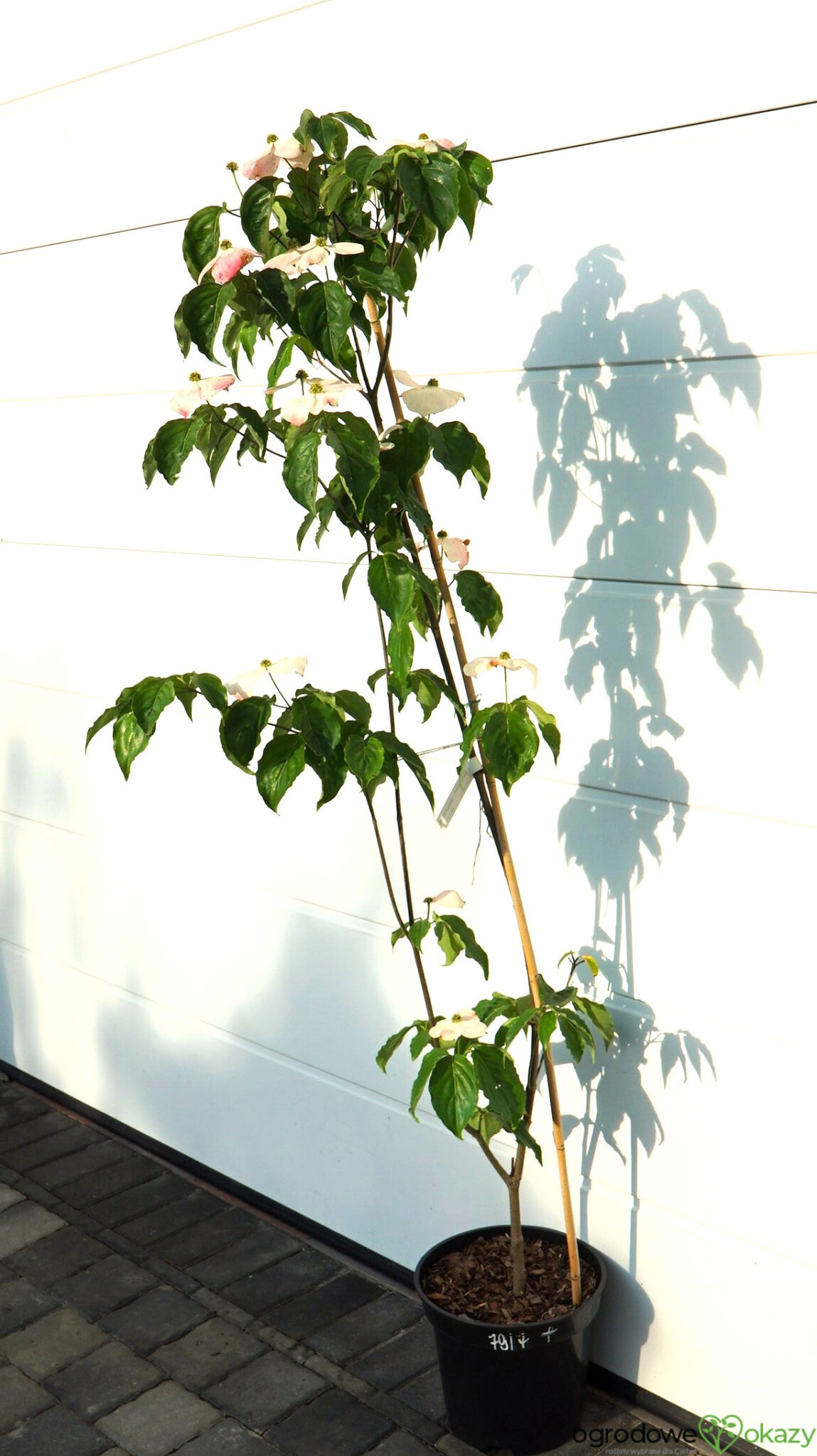 DEREŃ X HYPERION Cornus x ‘Hyperion’ - OgrodowyOkazy.pl