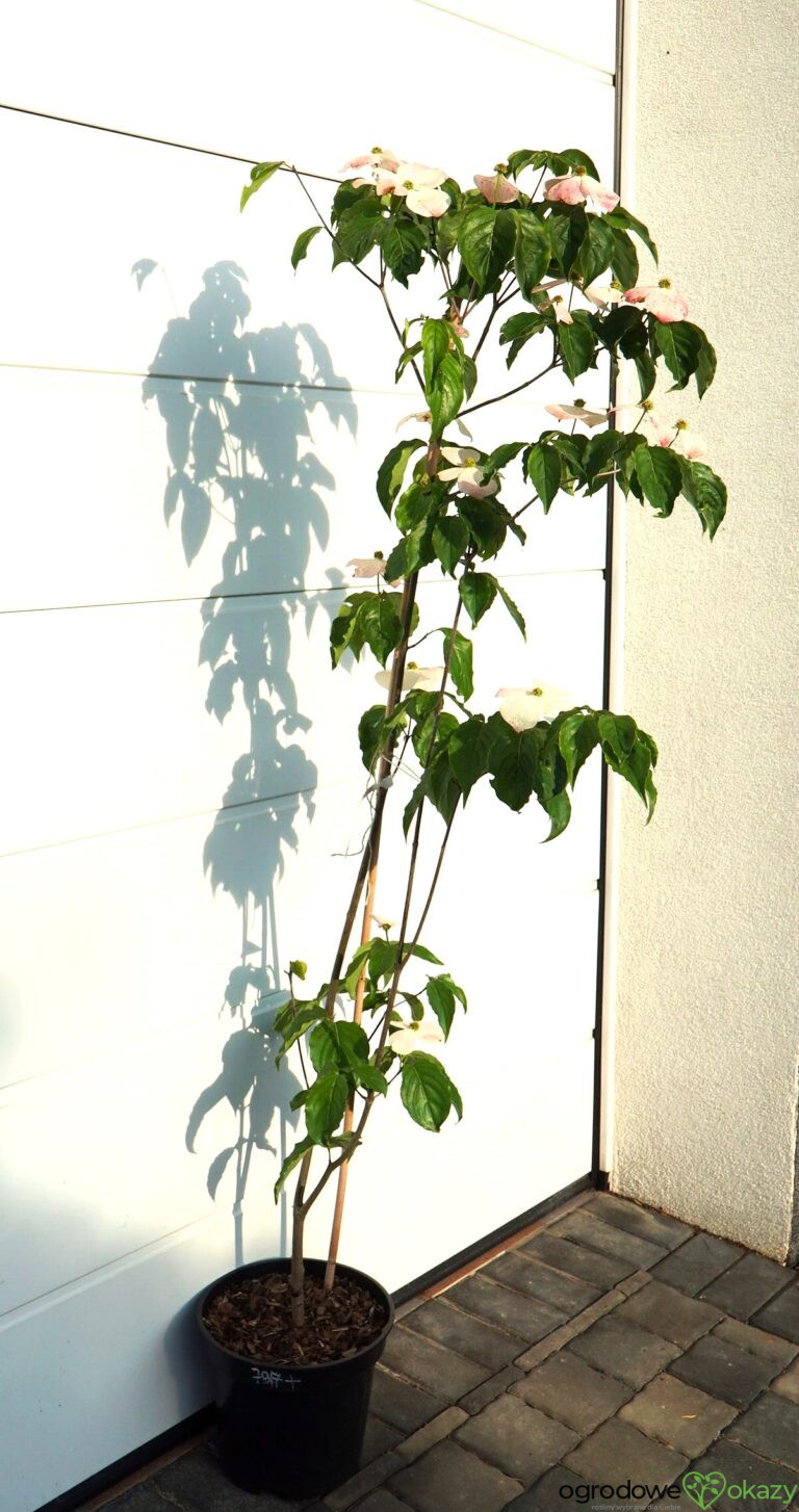 DEREŃ X HYPERION Cornus x ‘Hyperion’ - OgrodowyOkazy.pl