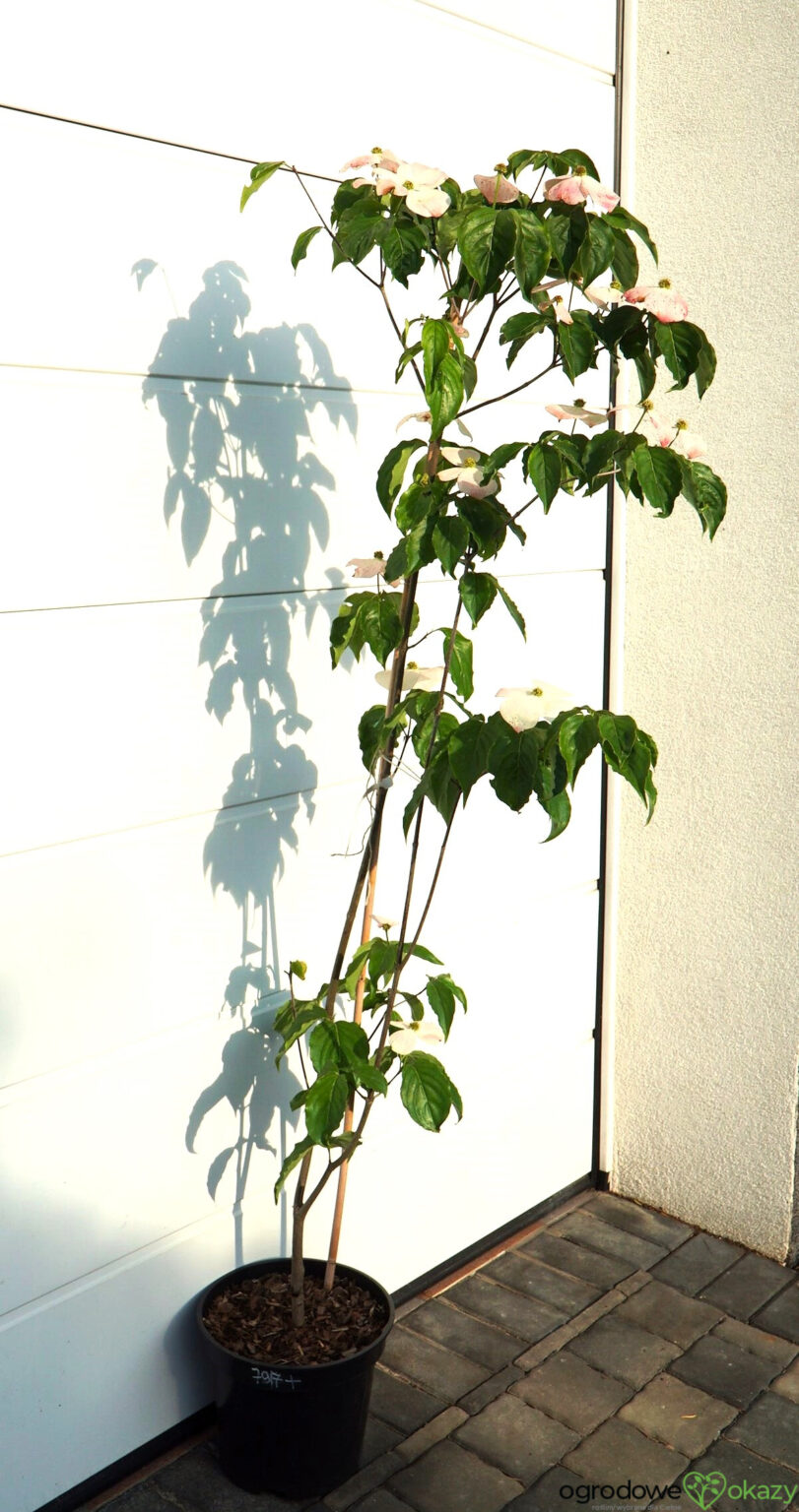 DEREŃ X HYPERION Cornus x ‘Hyperion’ - OgrodowyOkazy.pl